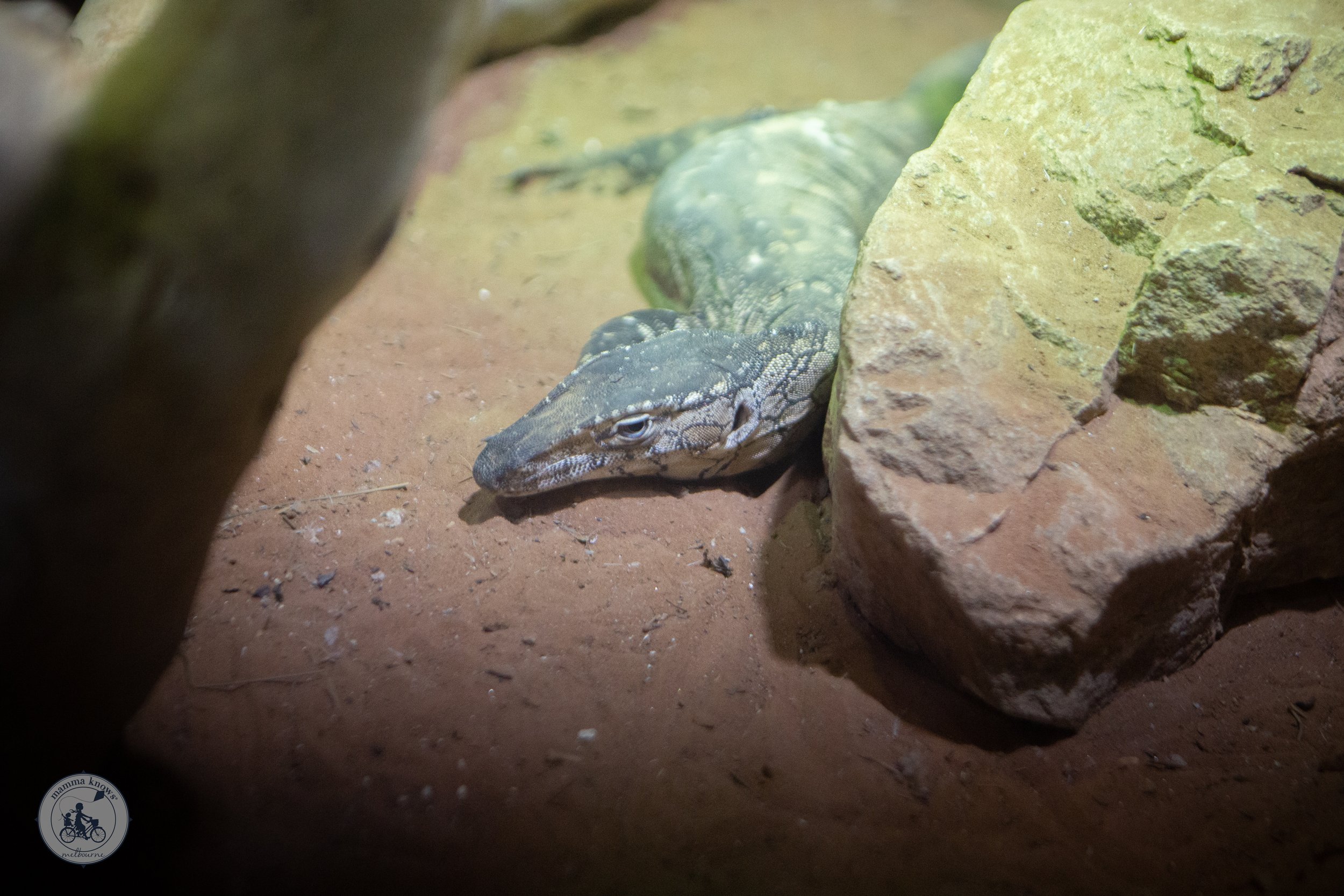 The Funky Farm, Hastings — mamma knows south