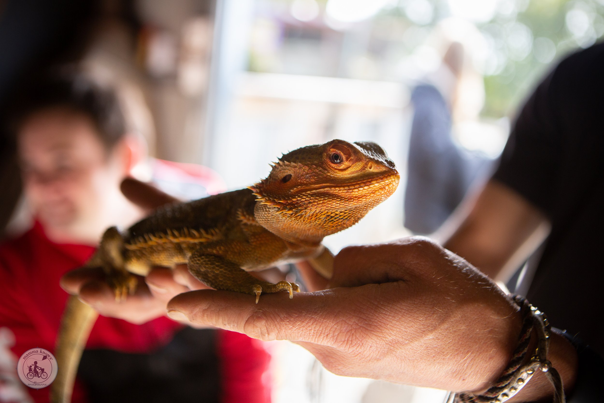 The Funky Farm, Hastings — mamma knows south