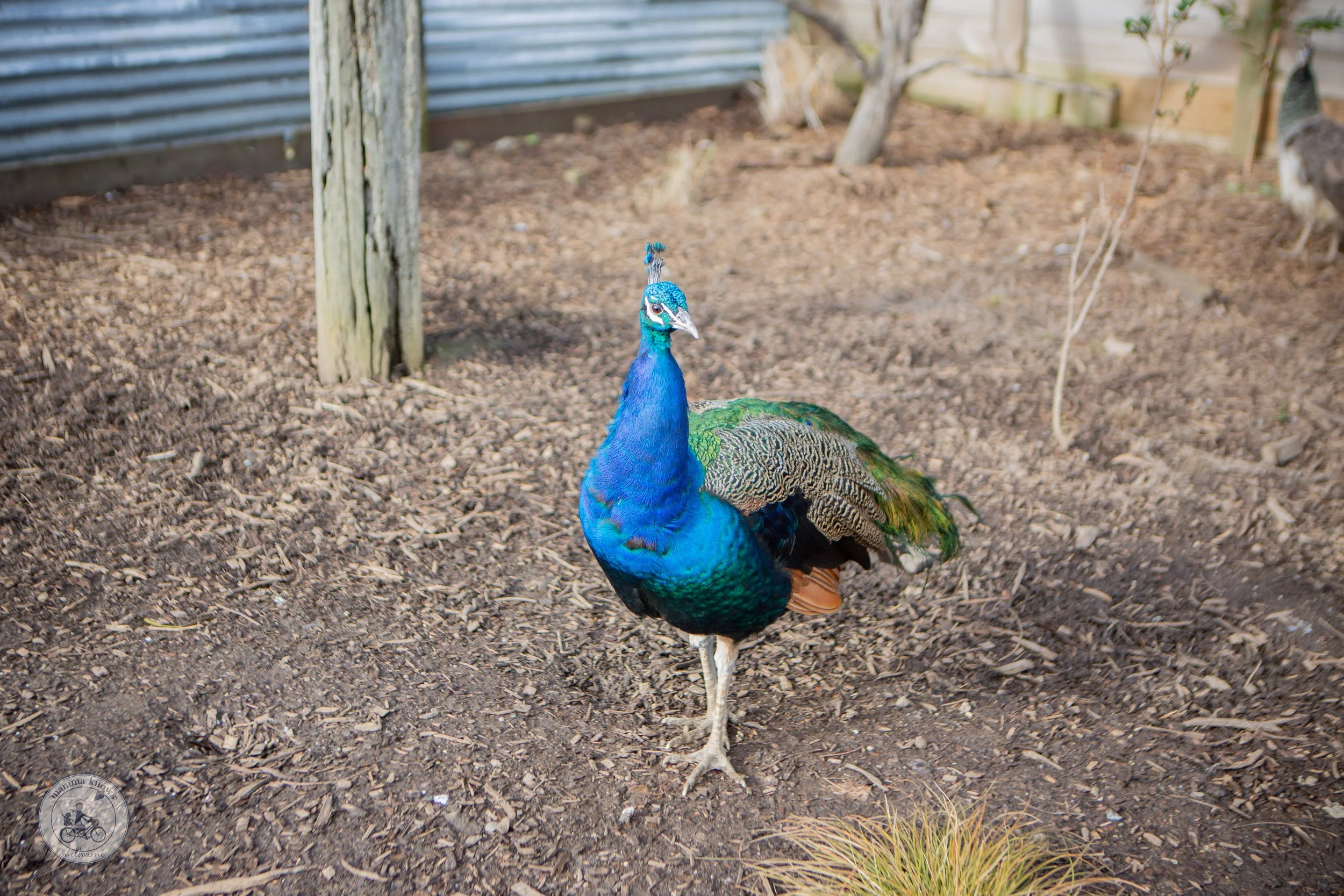 The Funky Farm, Hastings — mamma knows south