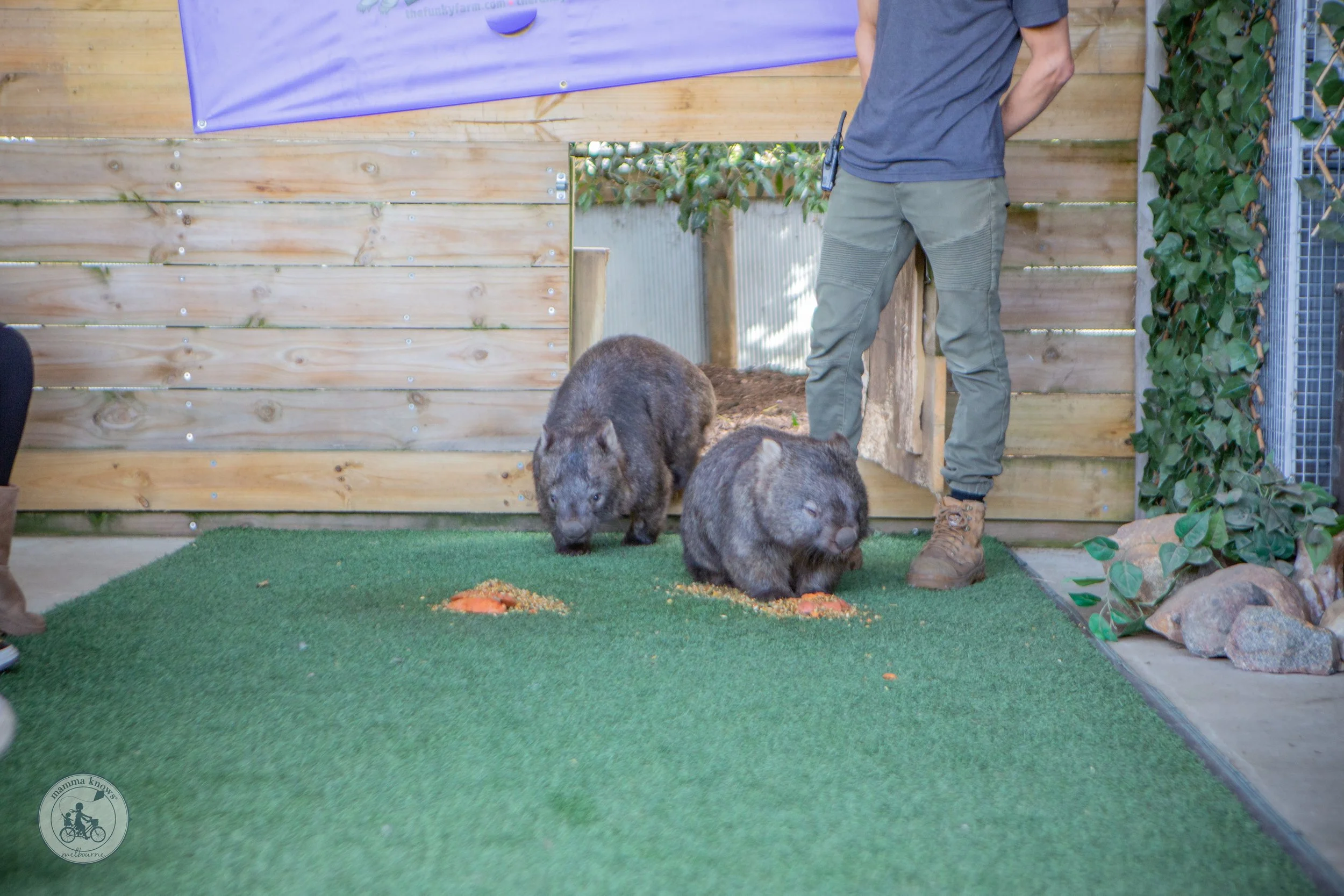 The Funky Farm, Hastings — mamma knows south