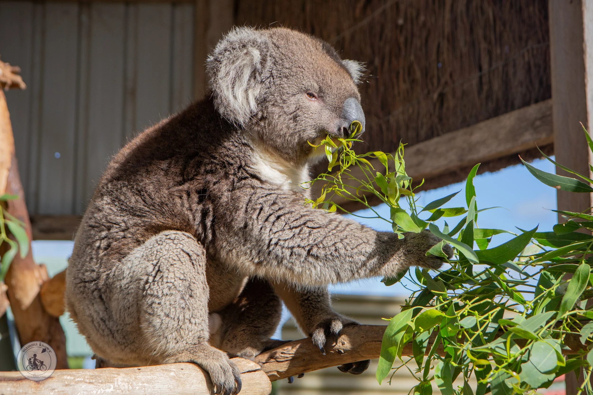 Maru Koala & Animal Park, Grantville — mamma knows south