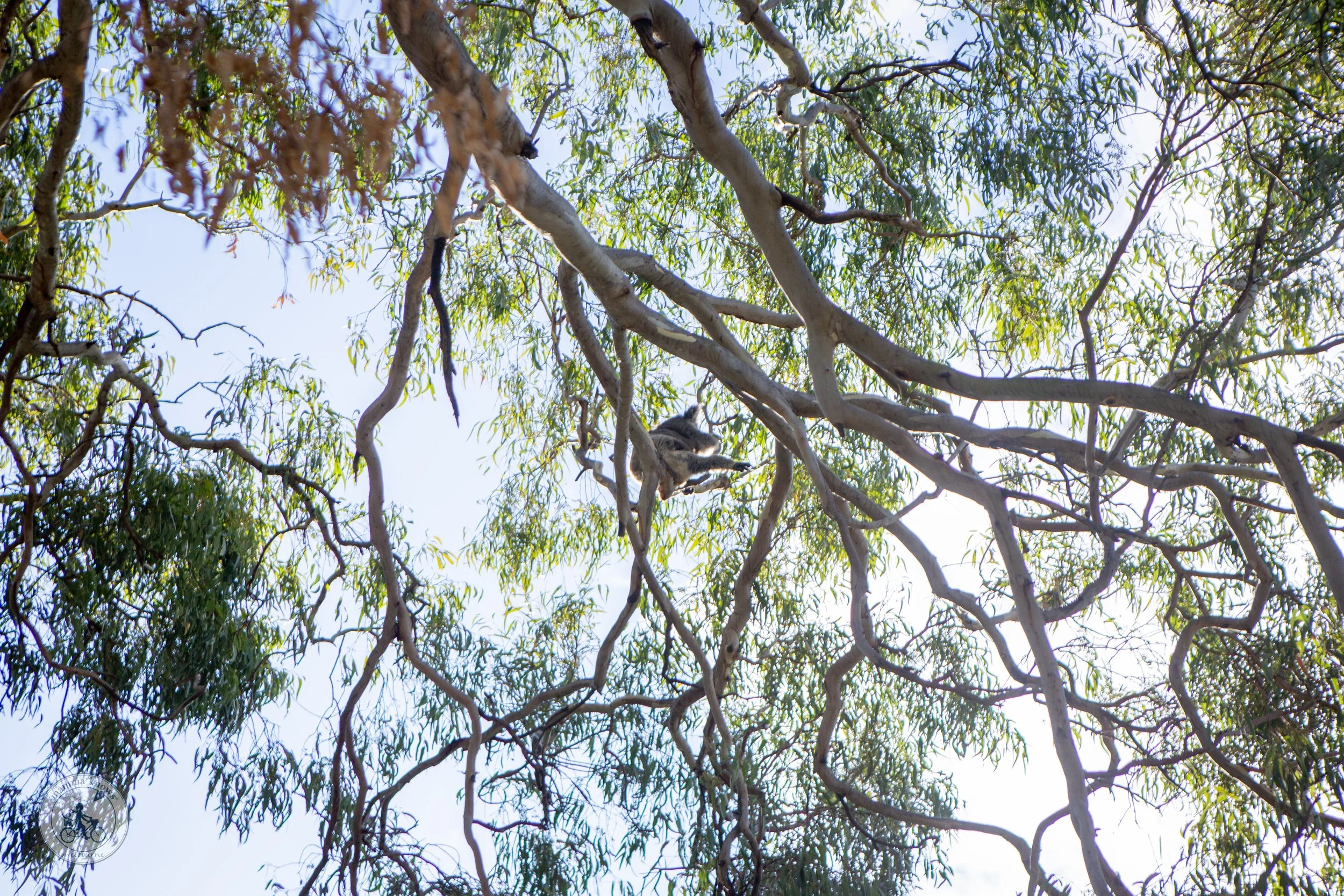 Raymond Island, Gippsland Lakes — mamma knows south