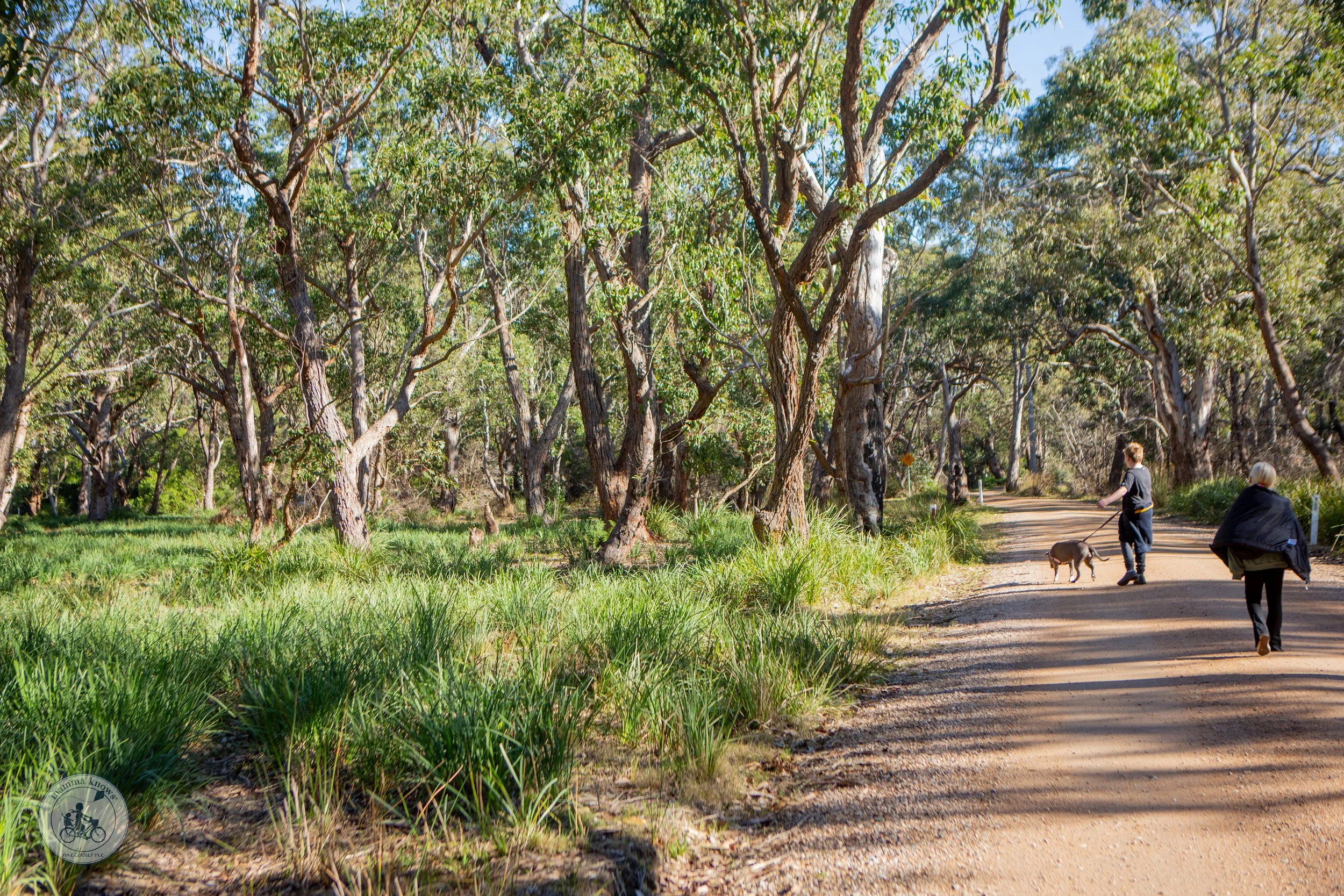 Raymond Island, Gippsland Lakes — mamma knows south