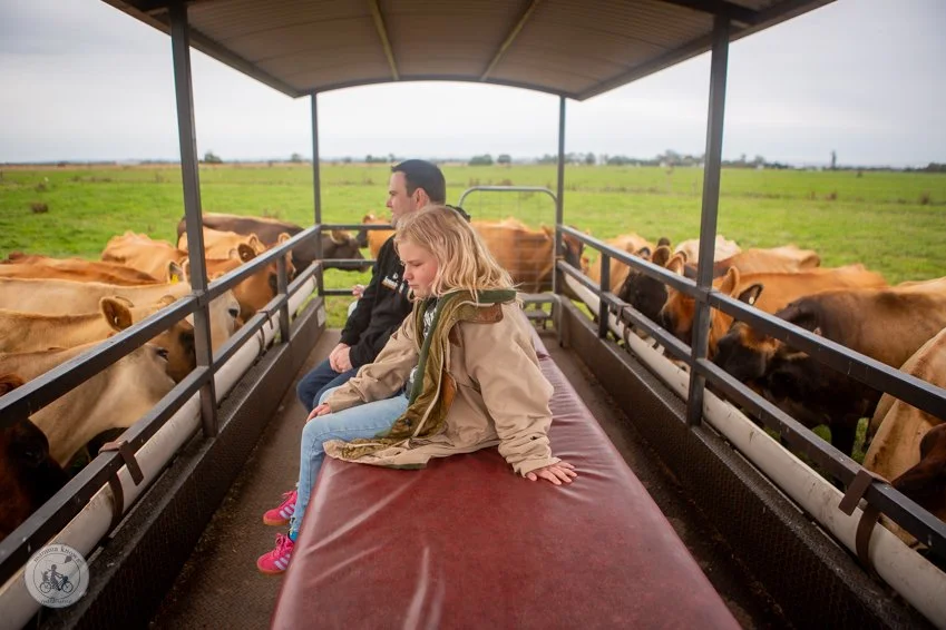 Experience farm life at Caldermeade Farm, Caldermeade — mamma knows south