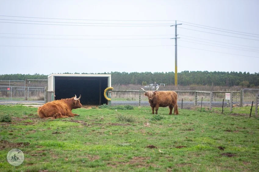 Experience farm life at Caldermeade Farm, Caldermeade — mamma knows south