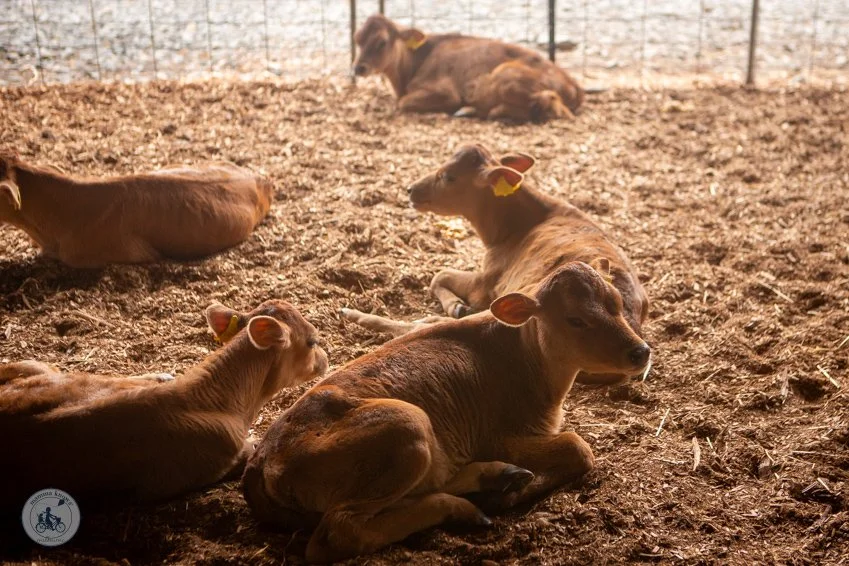 Experience farm life at Caldermeade Farm, Caldermeade — mamma knows south