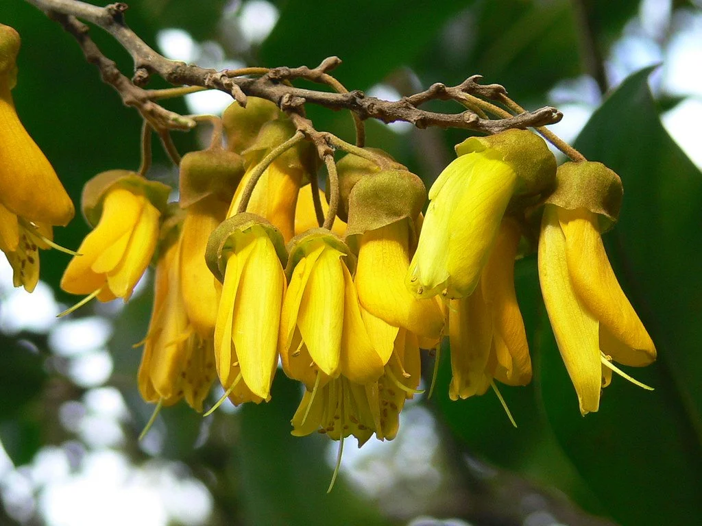 Kōwhai — Mahora School