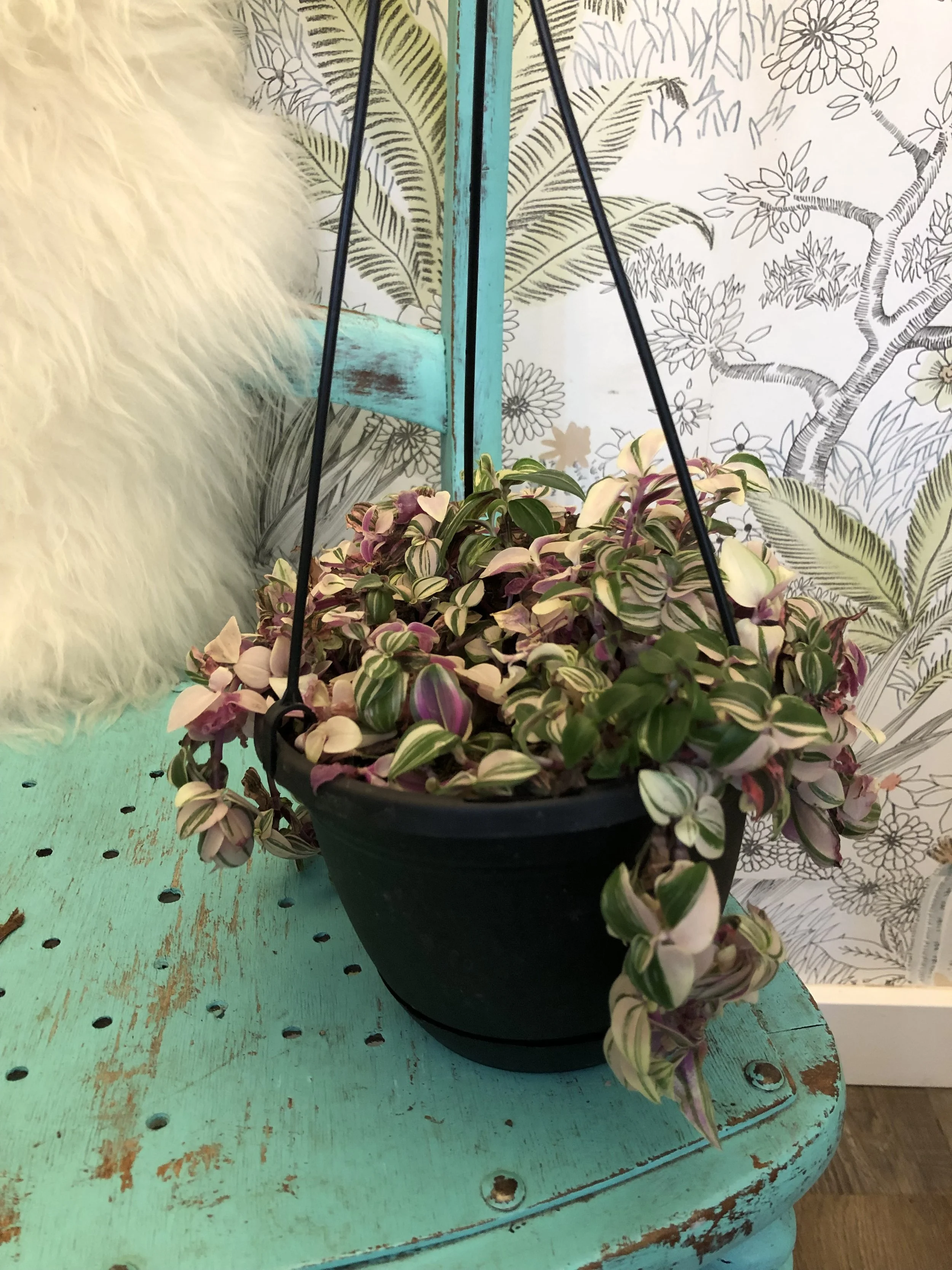 TRAILING OR VINING PLANTS — THE PLANT PLACE