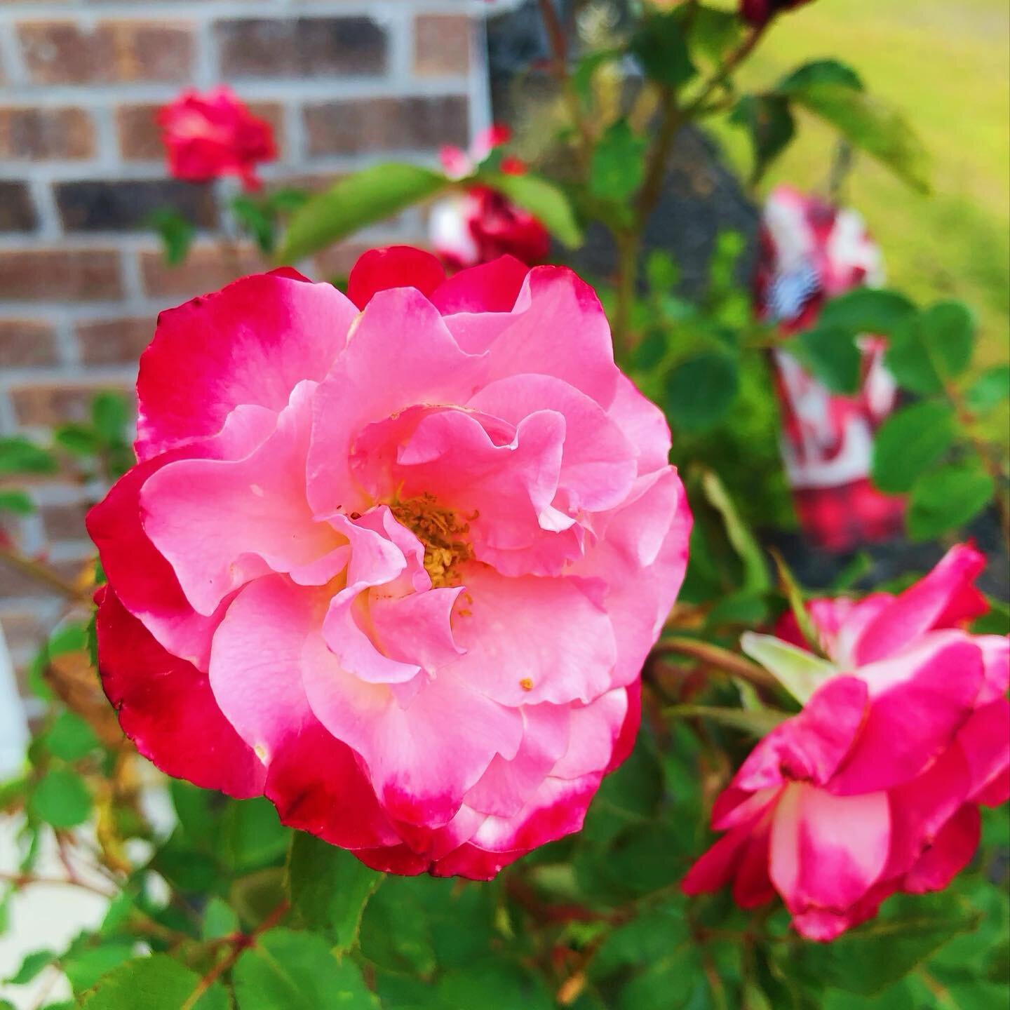 "Hecate" Coffee Scrub Bar — Margarita Bloom