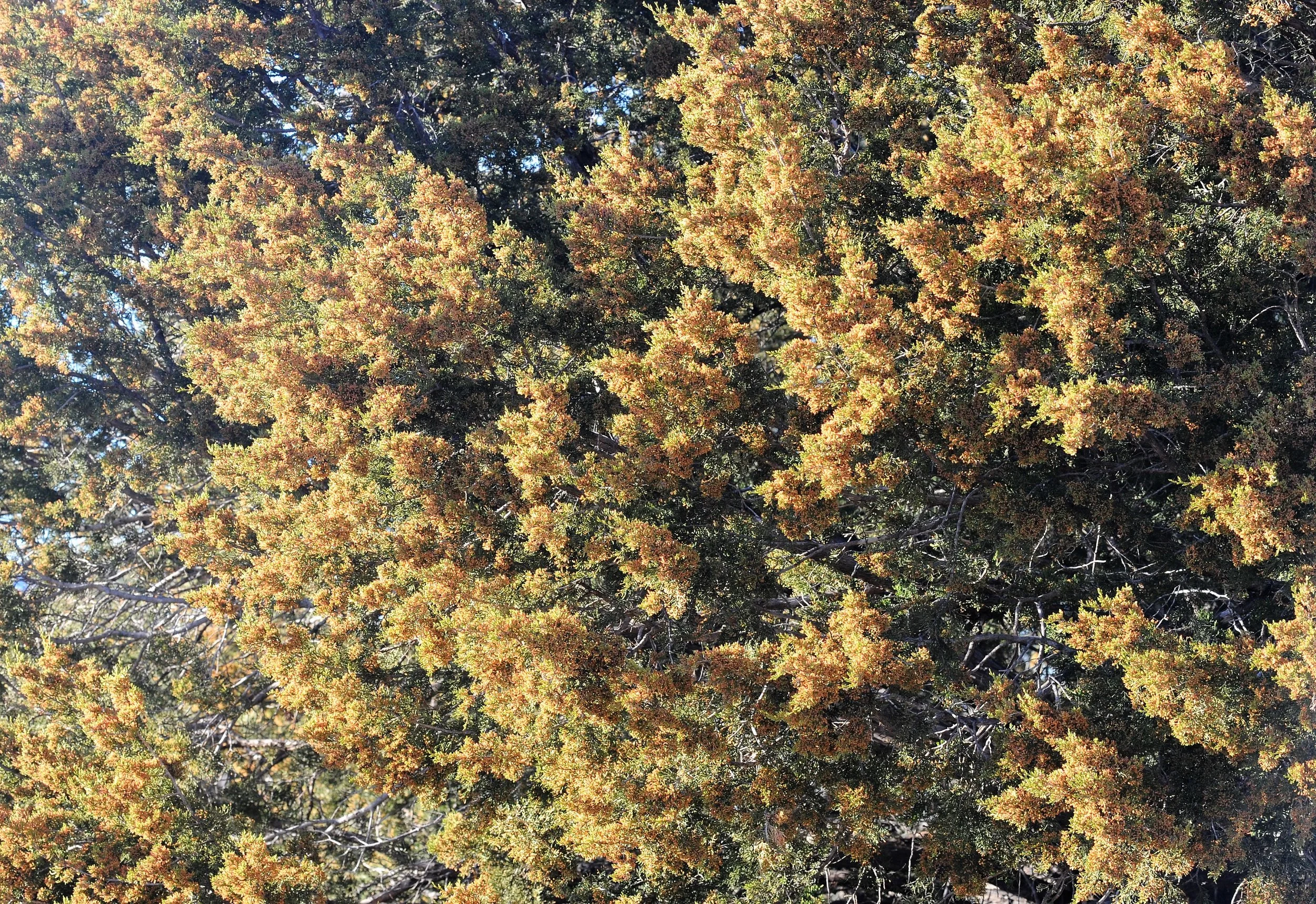 Graham - Sacred Grove — The Blossom Foundation