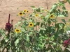 Compost Cab