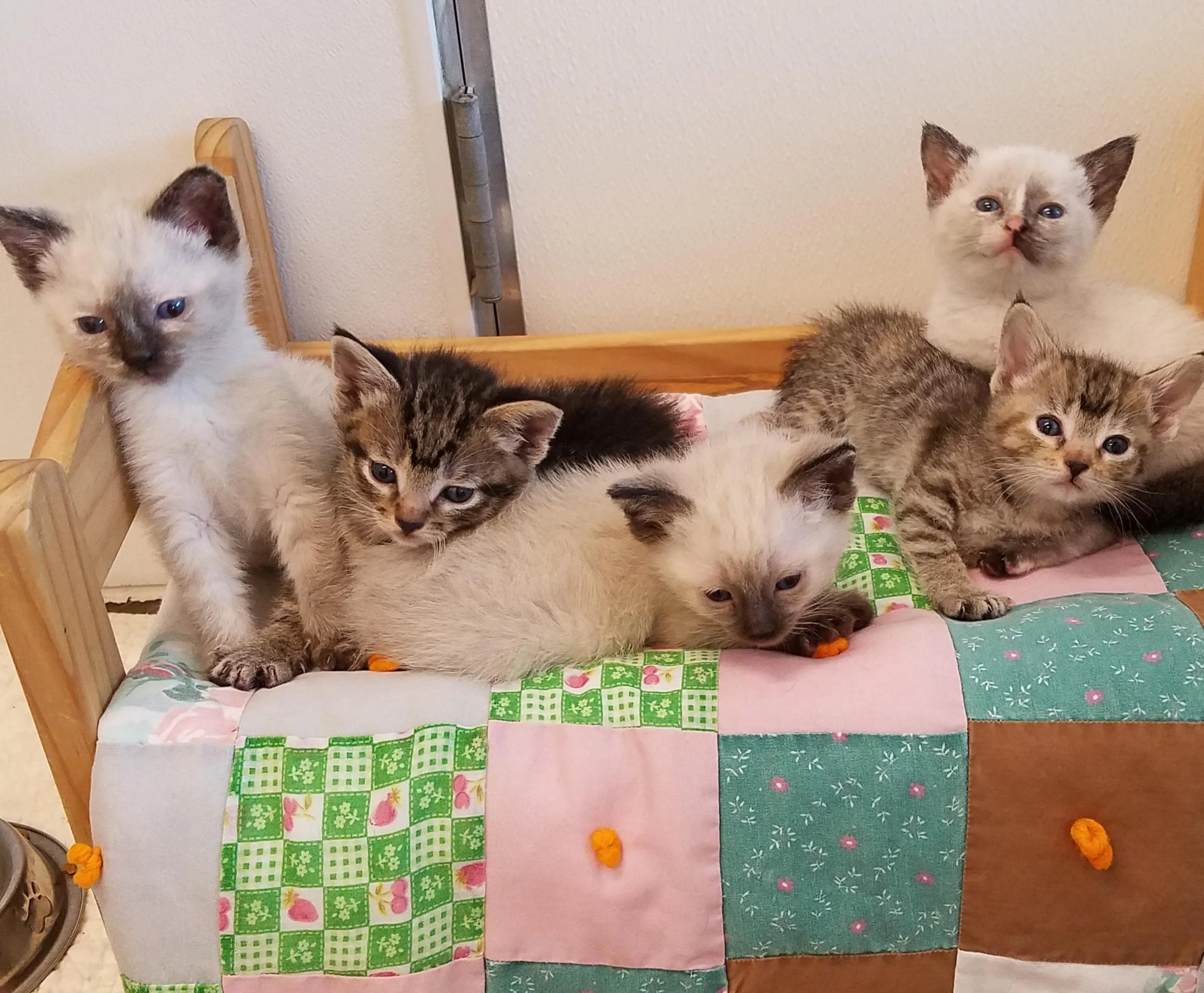 Dog and Cat Adoption — Driftless Humane Society