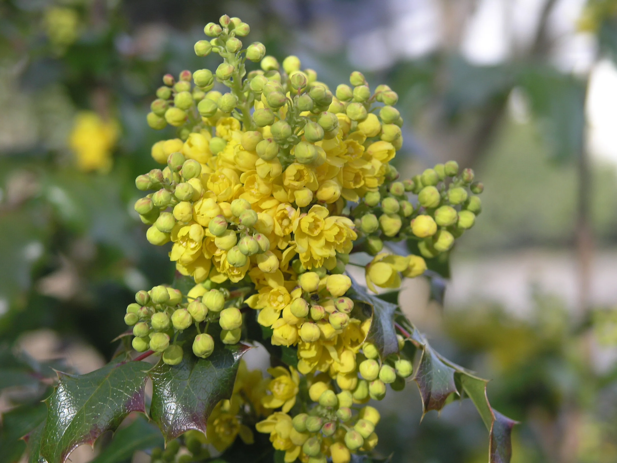 The Native & "Native Adjacent" Mahonias: Why We Love All Four! — Native ...