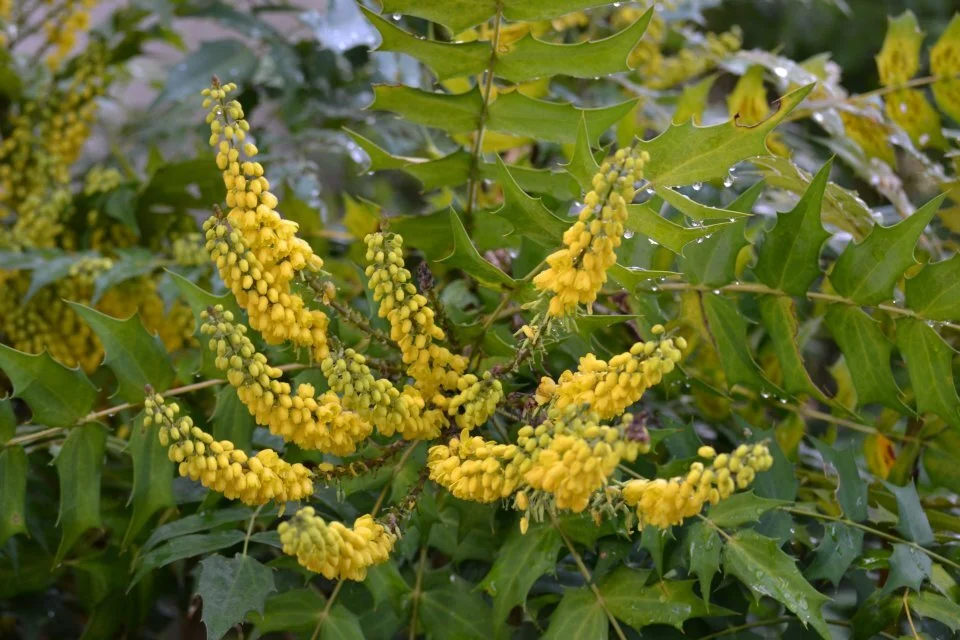 The Native & "Native Adjacent" Mahonias: Why We Love All Four! — Native ...