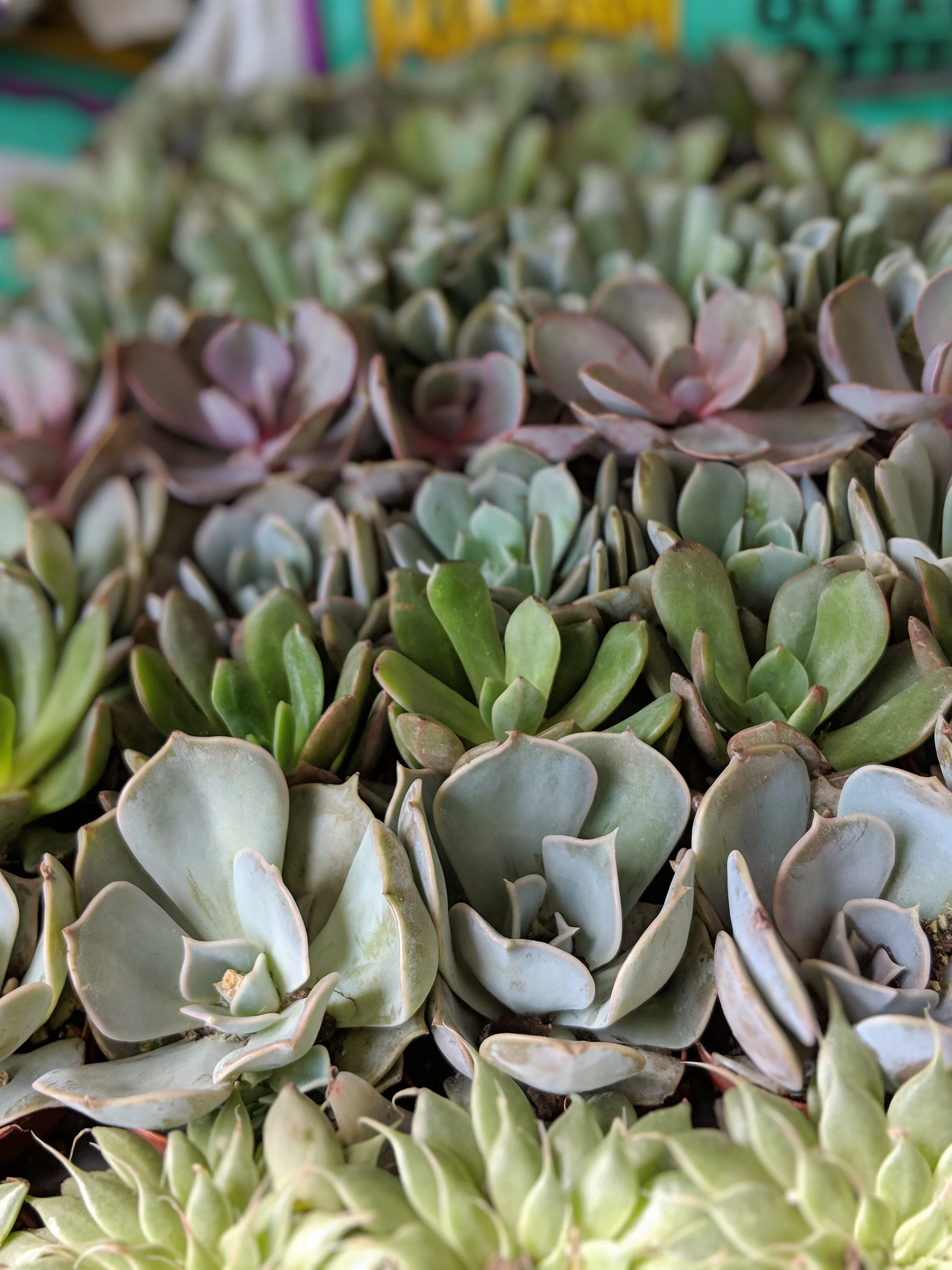 Succulents in Gainesville, FL | The Green House Nursery
