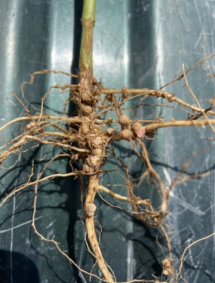 Soybean Plant Root