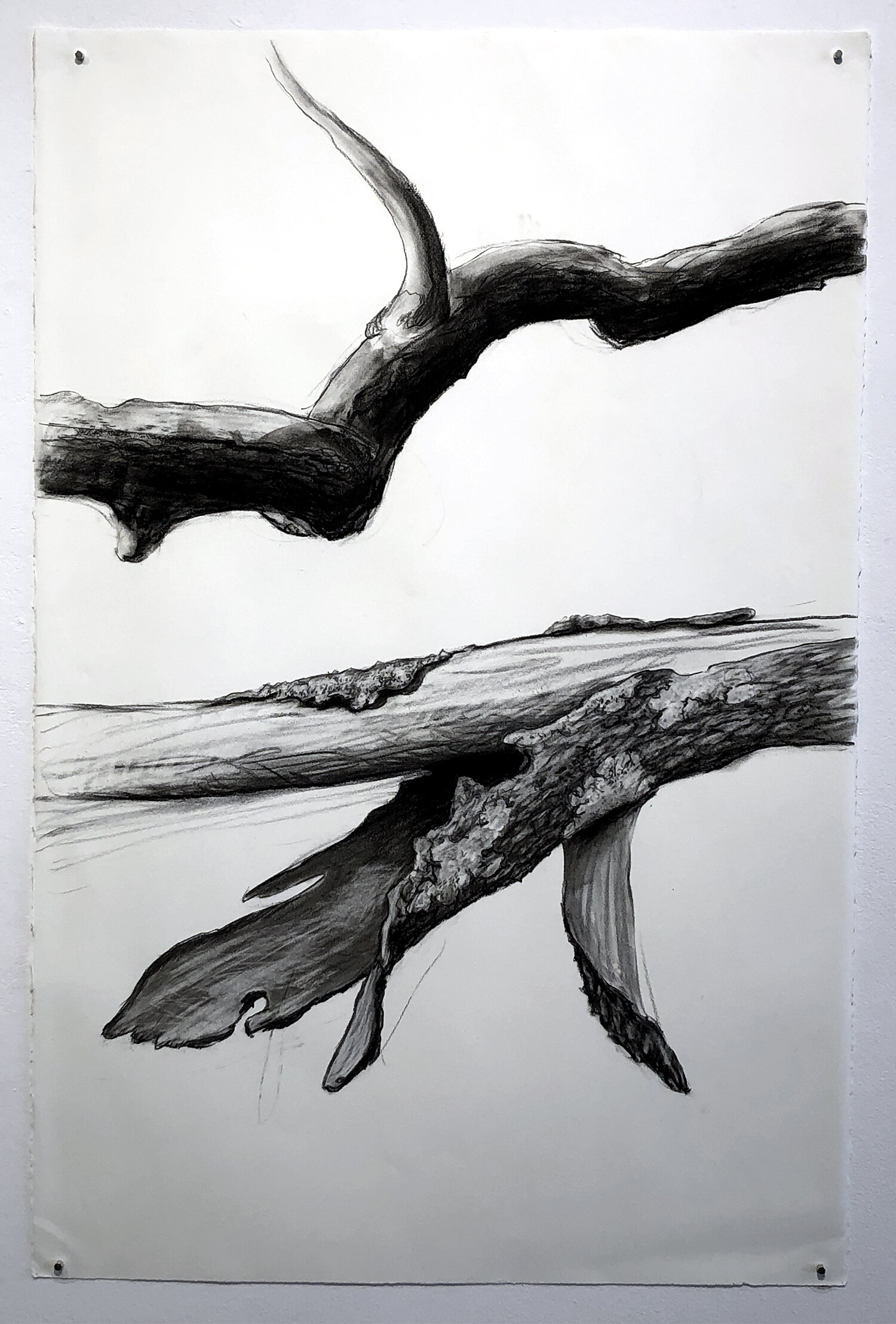 Animal — Marit Berg