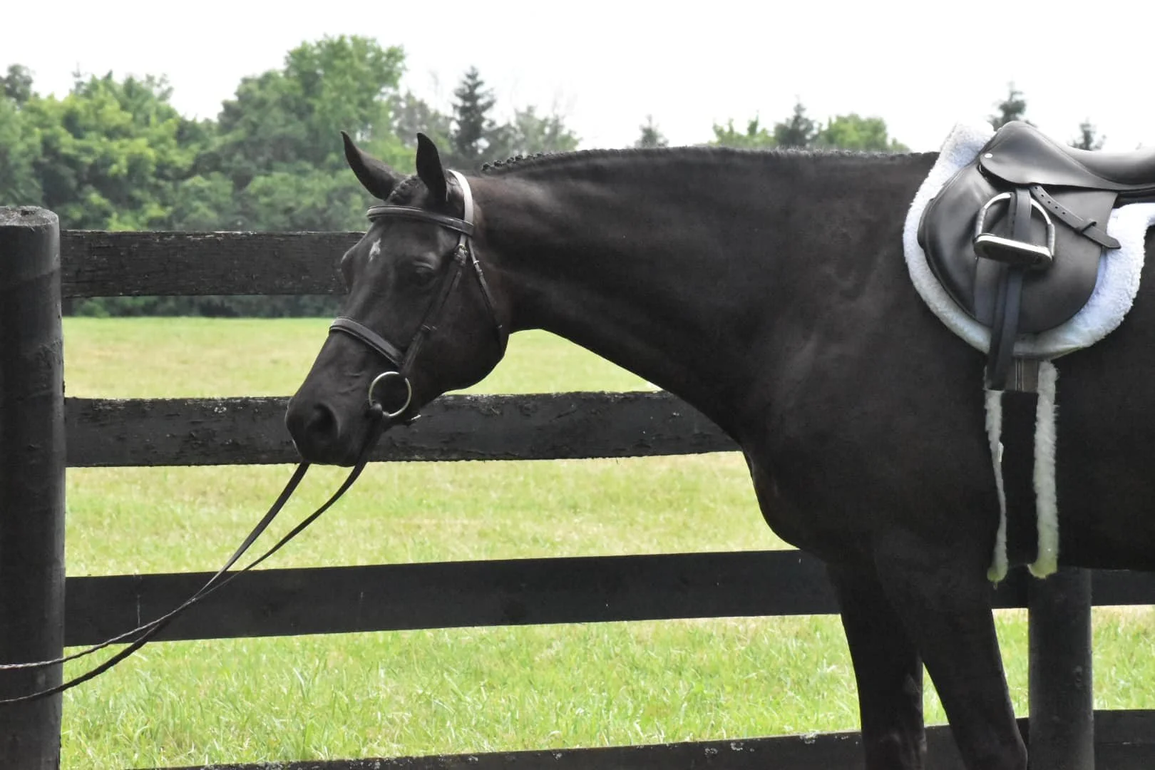 Hunter mare for sale, equestrian mare for sale, jumper and equitation ...