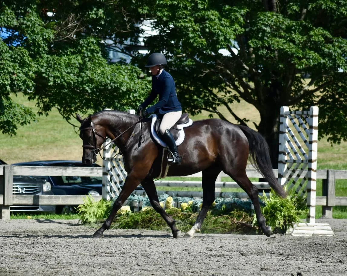 Hunter mare for sale, equestrian mare for sale, jumper and equitation ...