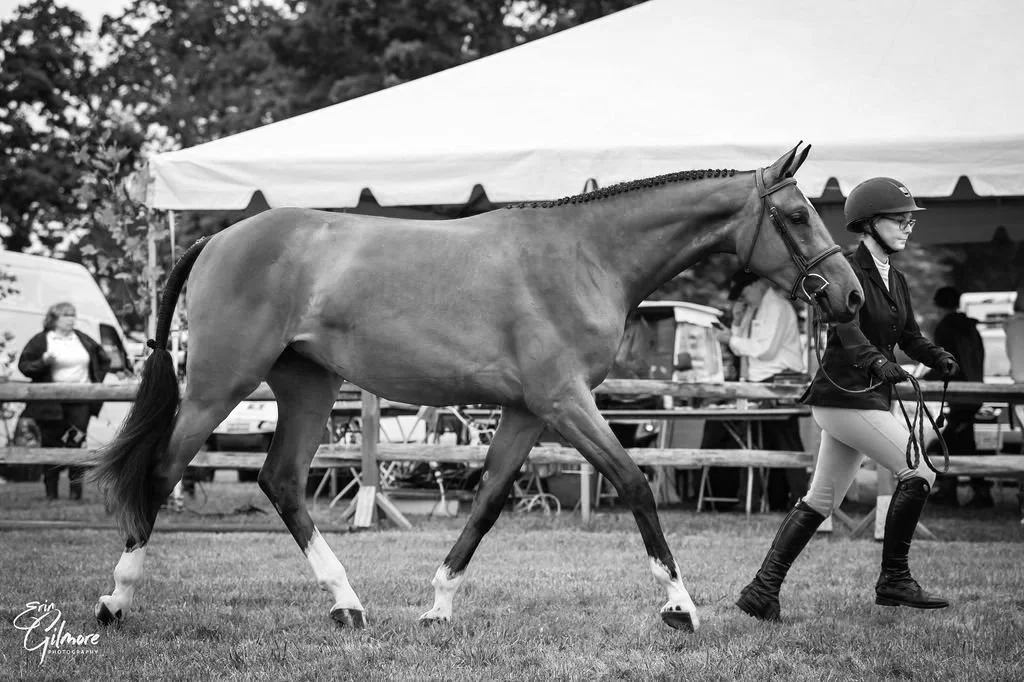 Young horse training, training a young horse , training a green horse ...