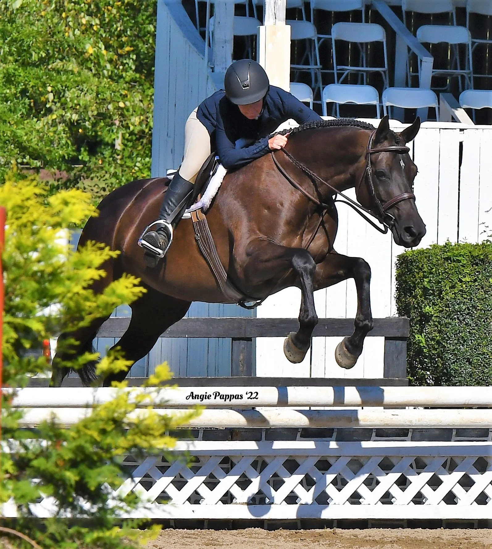 Hunter mare for sale, equestrian mare for sale, jumper and equitation ...