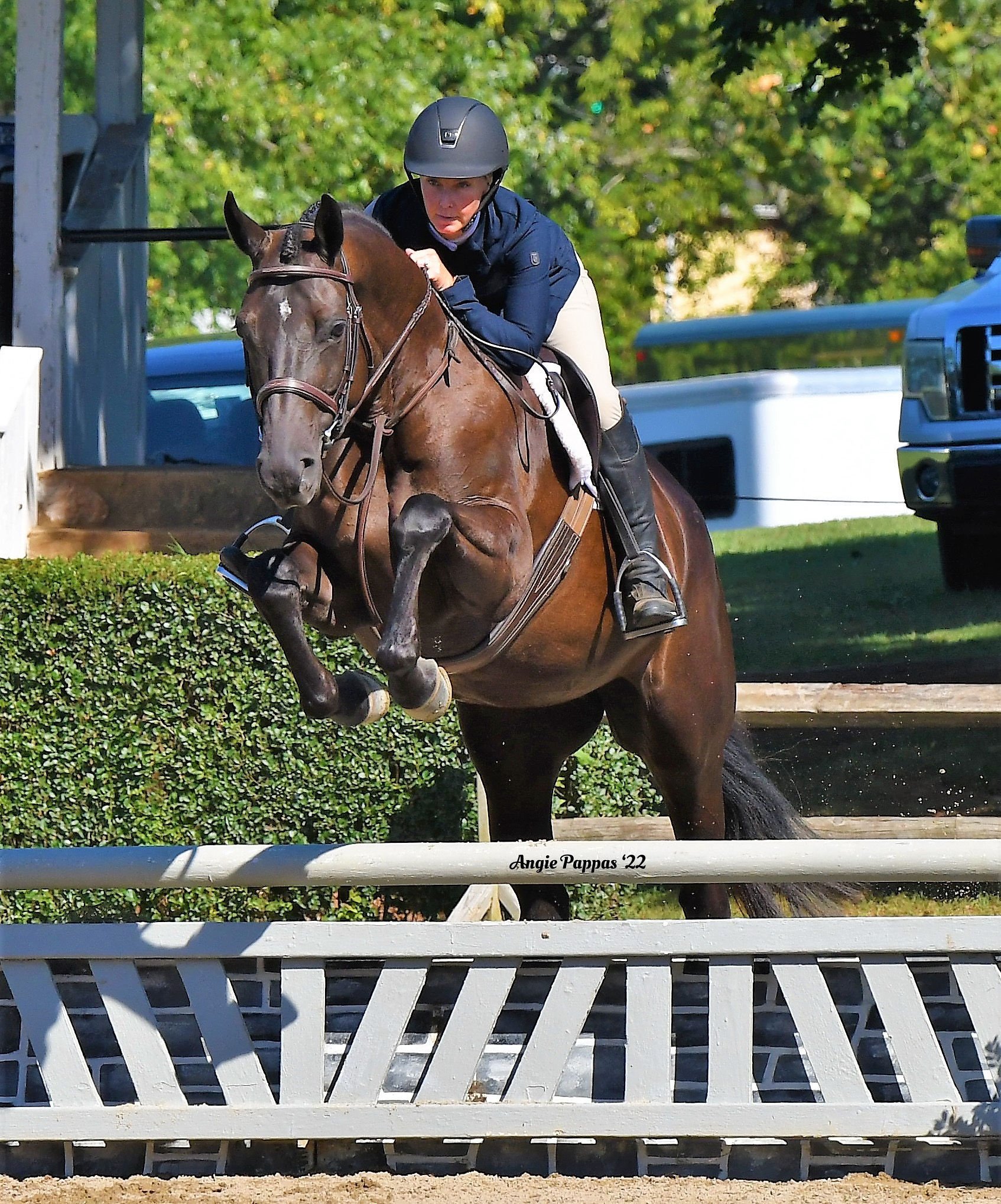 Hunter mare for sale, equestrian mare for sale, jumper and equitation ...