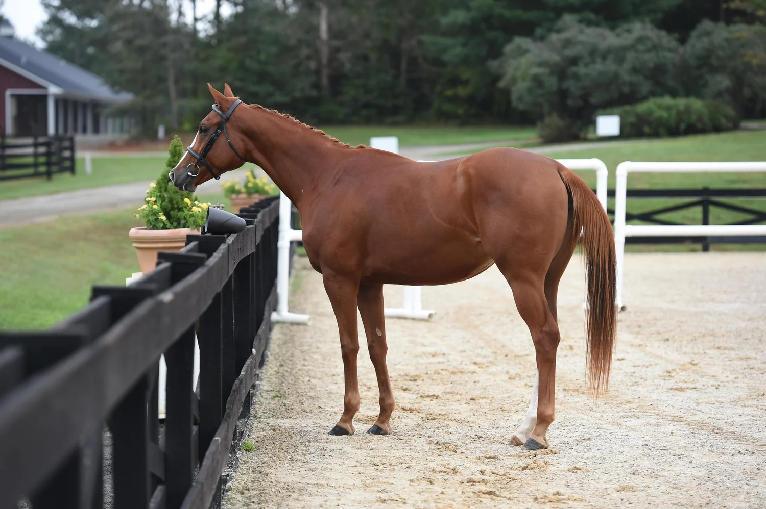 Hunter mare for sale, equestrian mare for sale, jumper and equitation ...