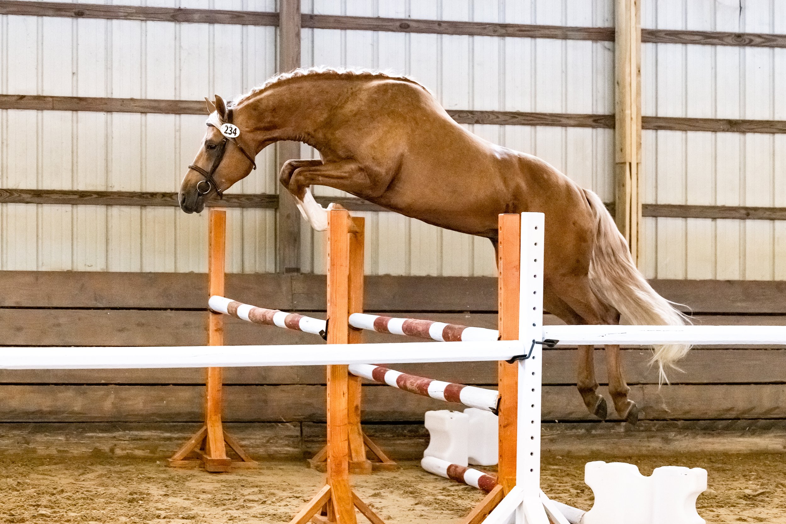 Successful breeding show hunter, Young Horse Breeding Championship ...