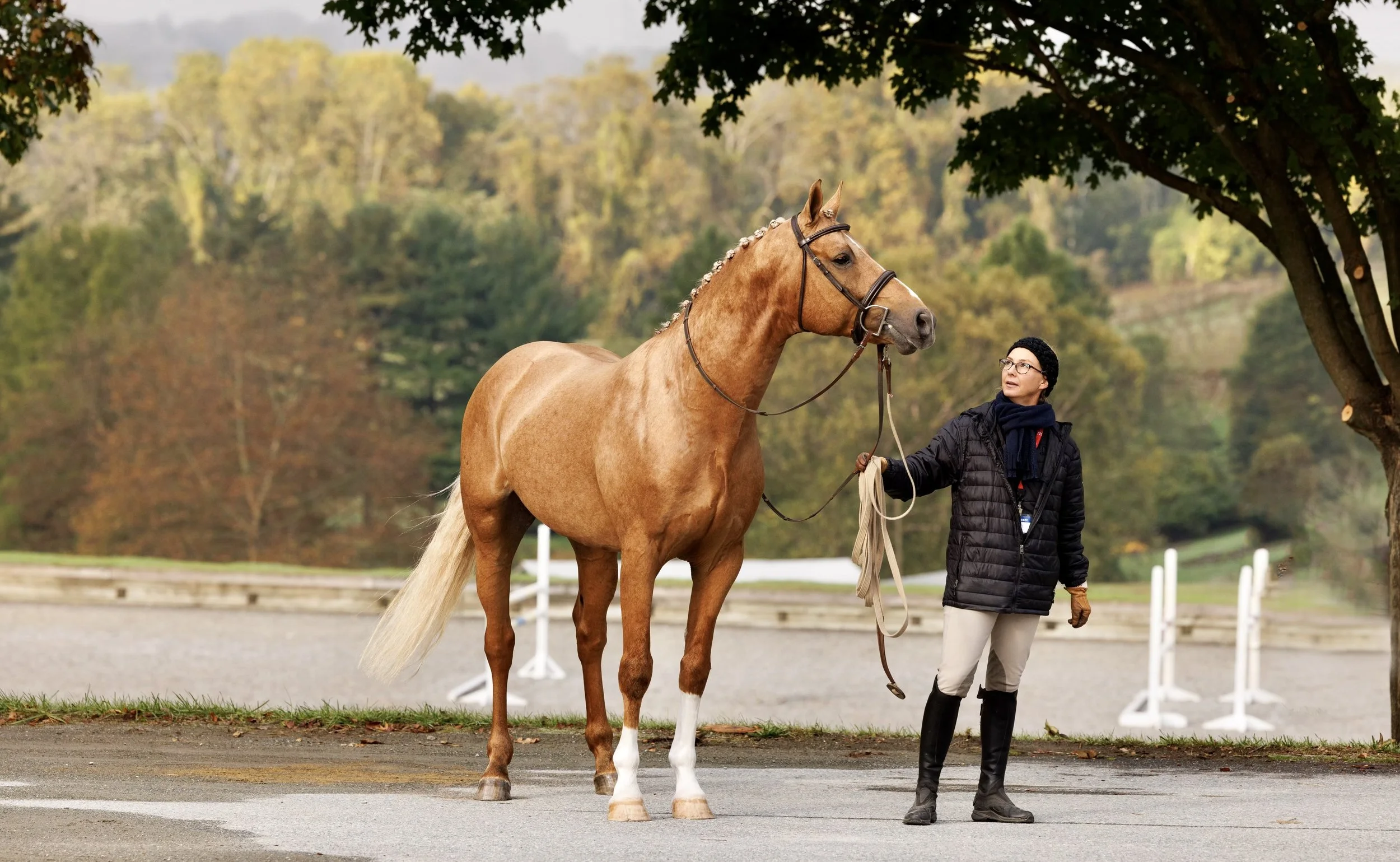 Successful breeding show hunter, Young Horse Breeding Championship ...