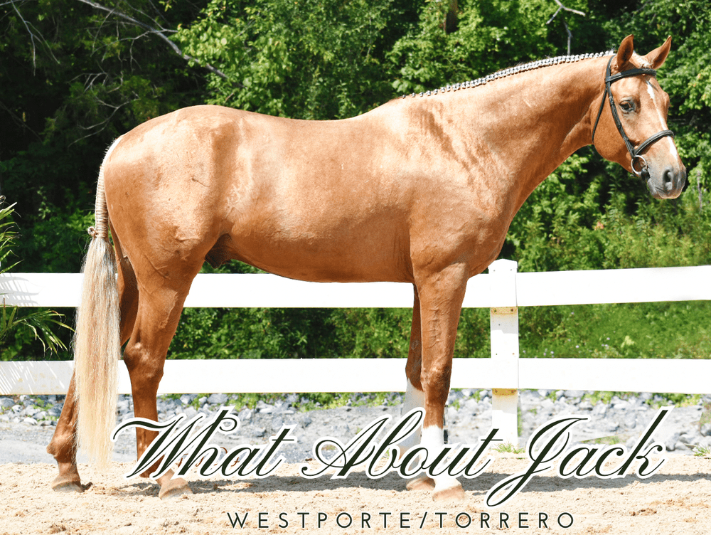 Successful breeding show hunter, Young Horse Breeding Championship ...