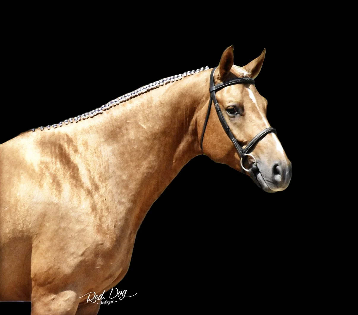 Successful breeding show hunter, Young Horse Breeding Championship ...