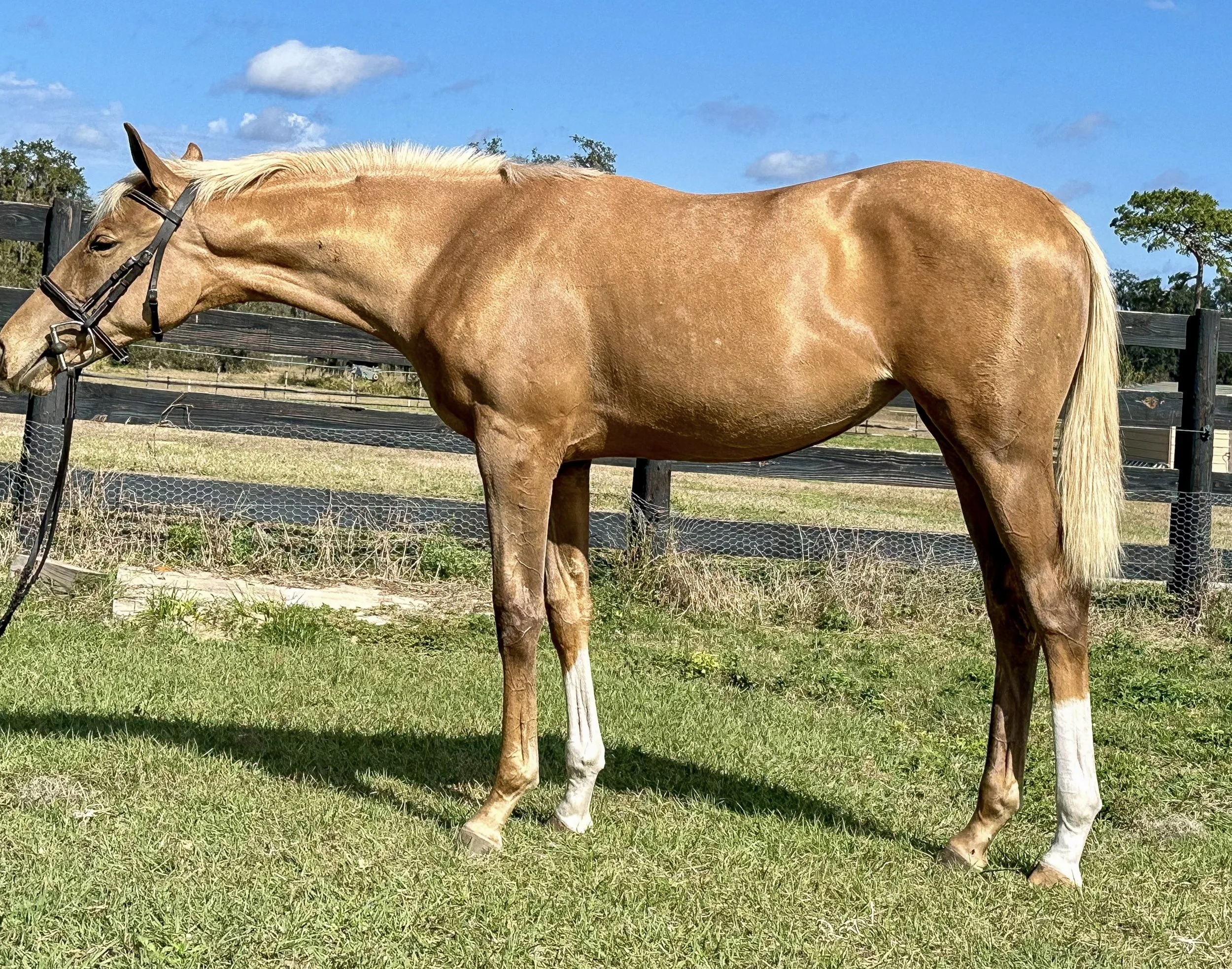 Hunter mare for sale, equestrian mare for sale, jumper and equitation ...
