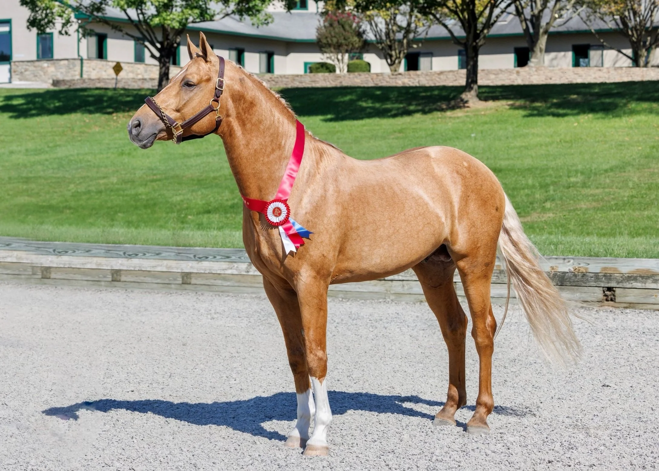 Successful breeding show hunter, Young Horse Breeding Championship ...
