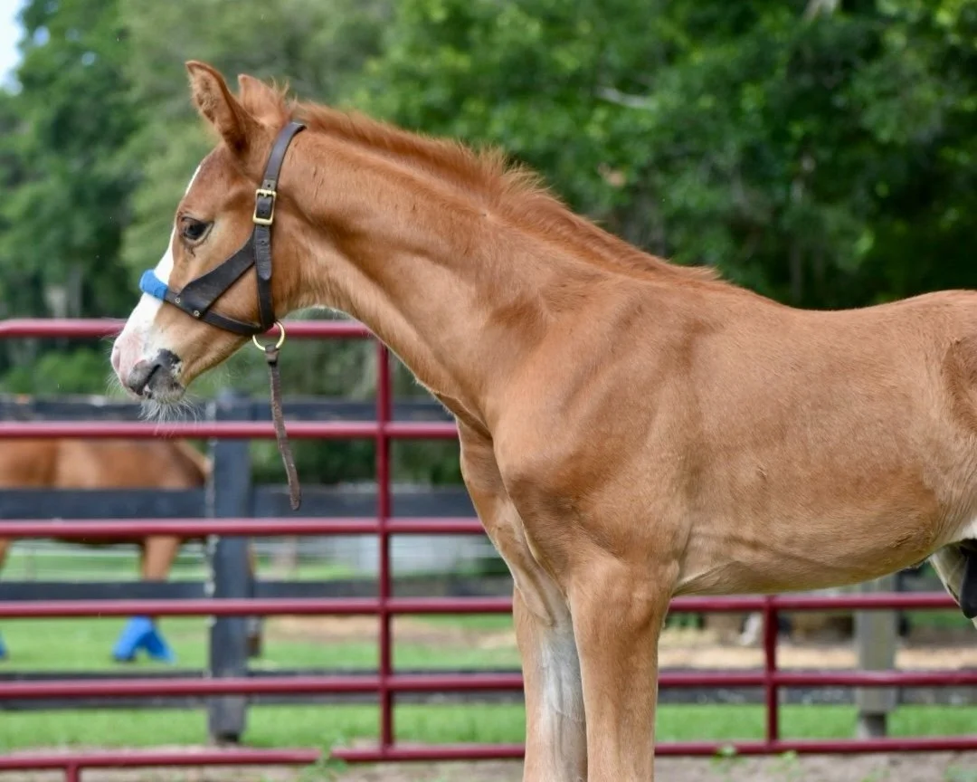 Hunter mare for sale, equestrian mare for sale, jumper and equitation ...