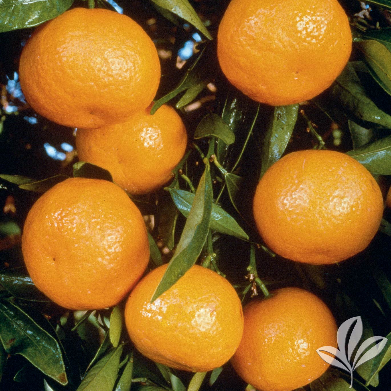 Ponkan Tangerine Trees For Sale – ATEEP