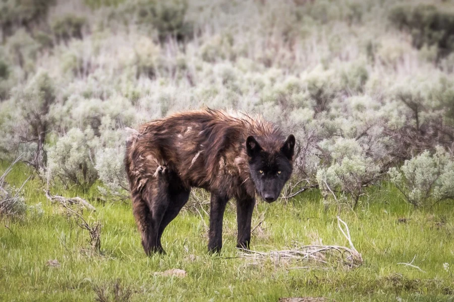 Stuff — Troy Harrison