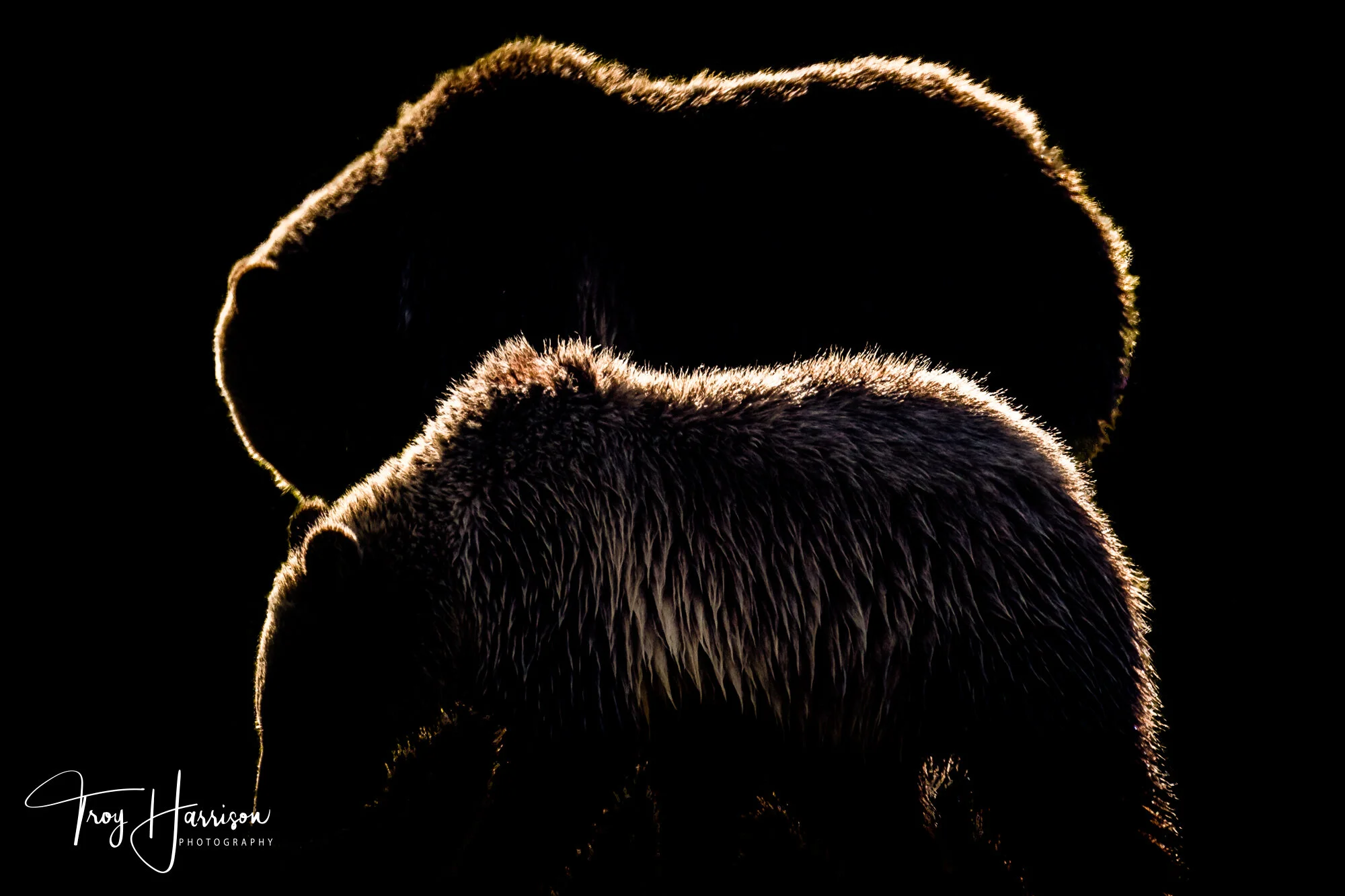 Wildlife — Troy Harrison