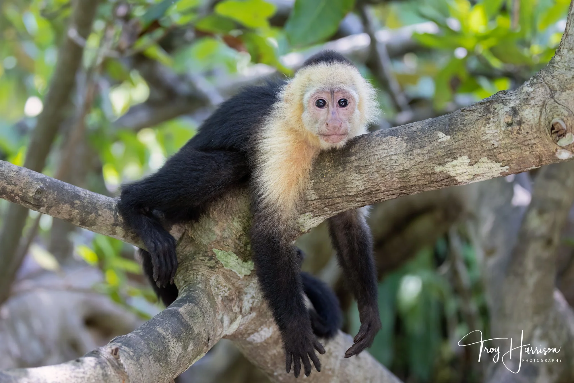 Wildlife — Troy Harrison