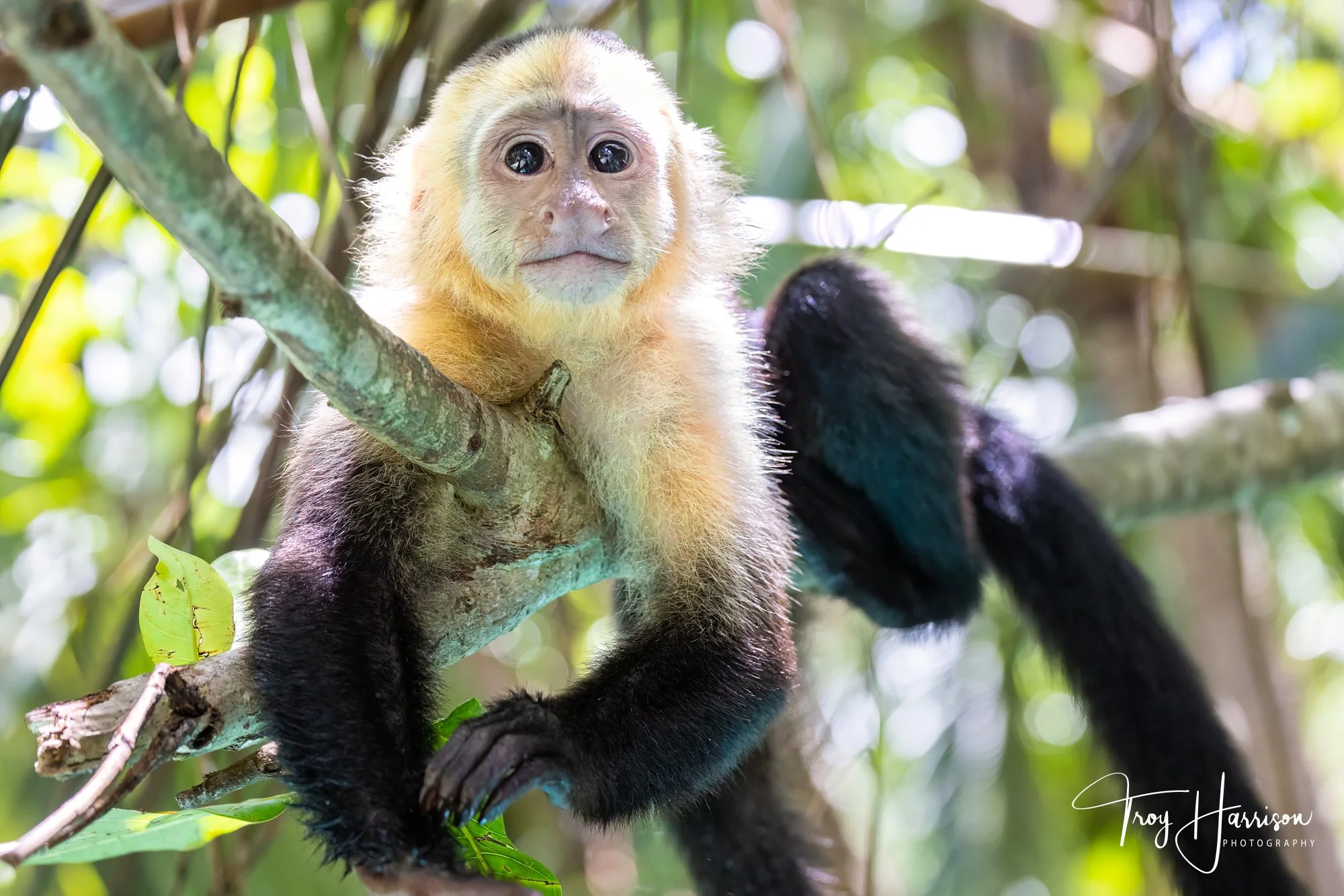 Wildlife — Troy Harrison