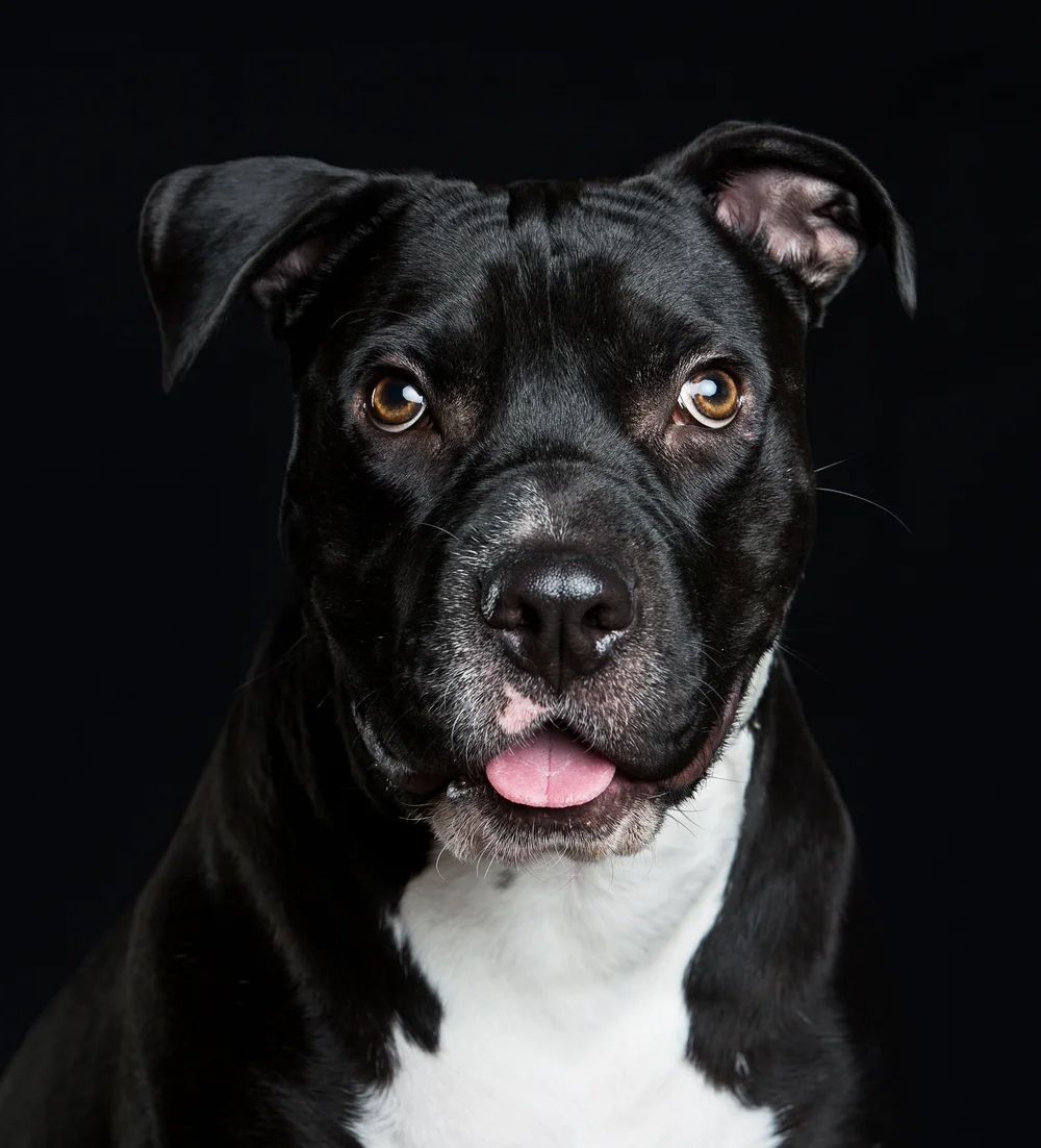 Pet Photography Portfolio | Modern Pet Portraits of DC Pets — Pooch ...