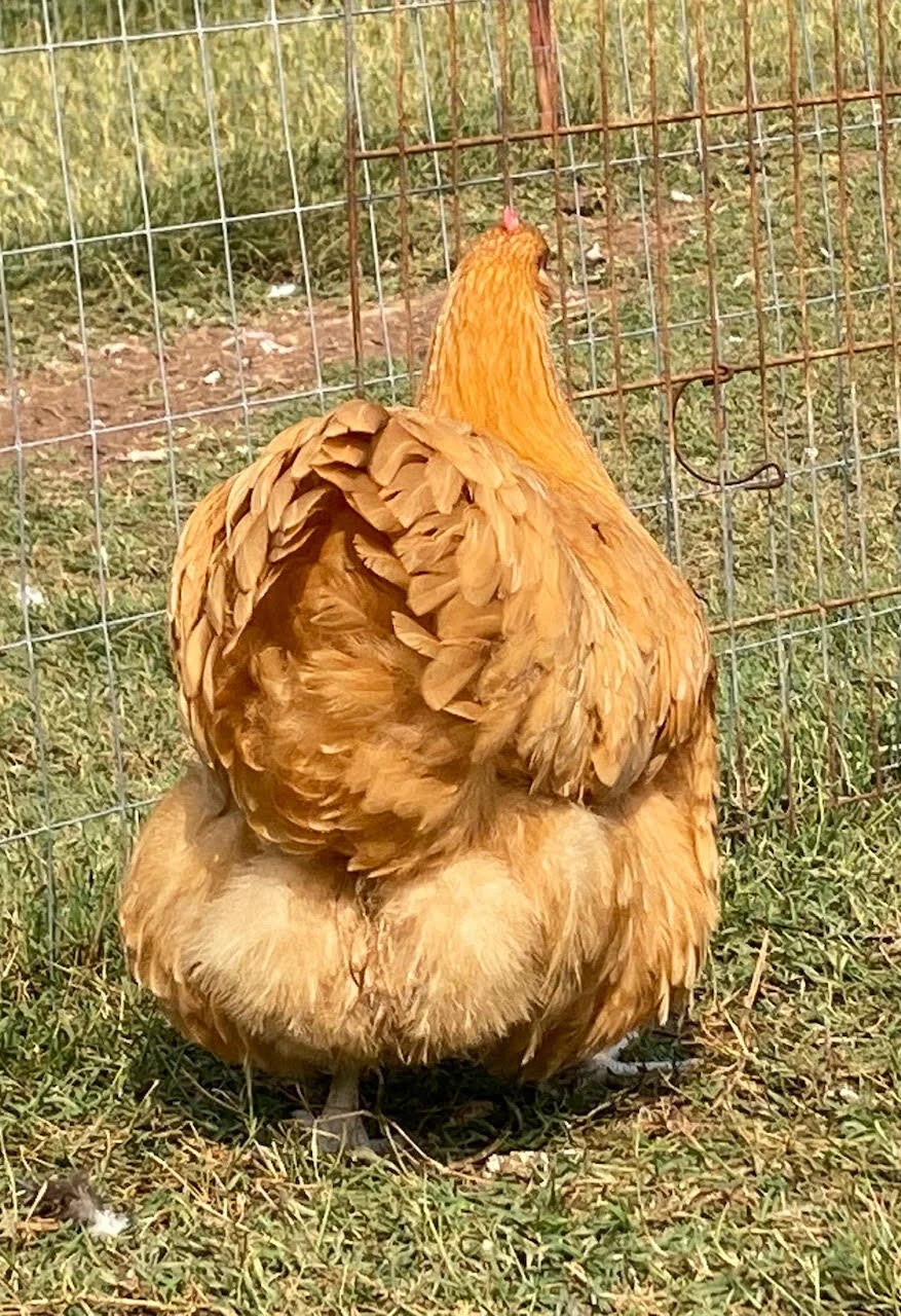 Buff Orpington — Cowboy Country Chickens