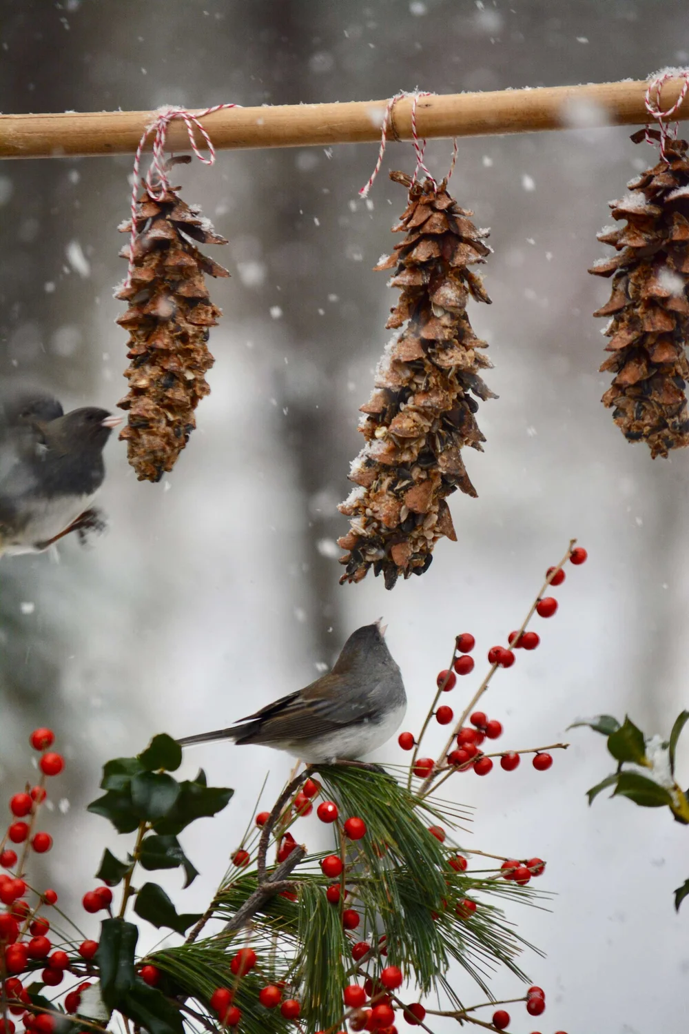 Finch + Folly — Make Your Own Pinecone Bird Feeder