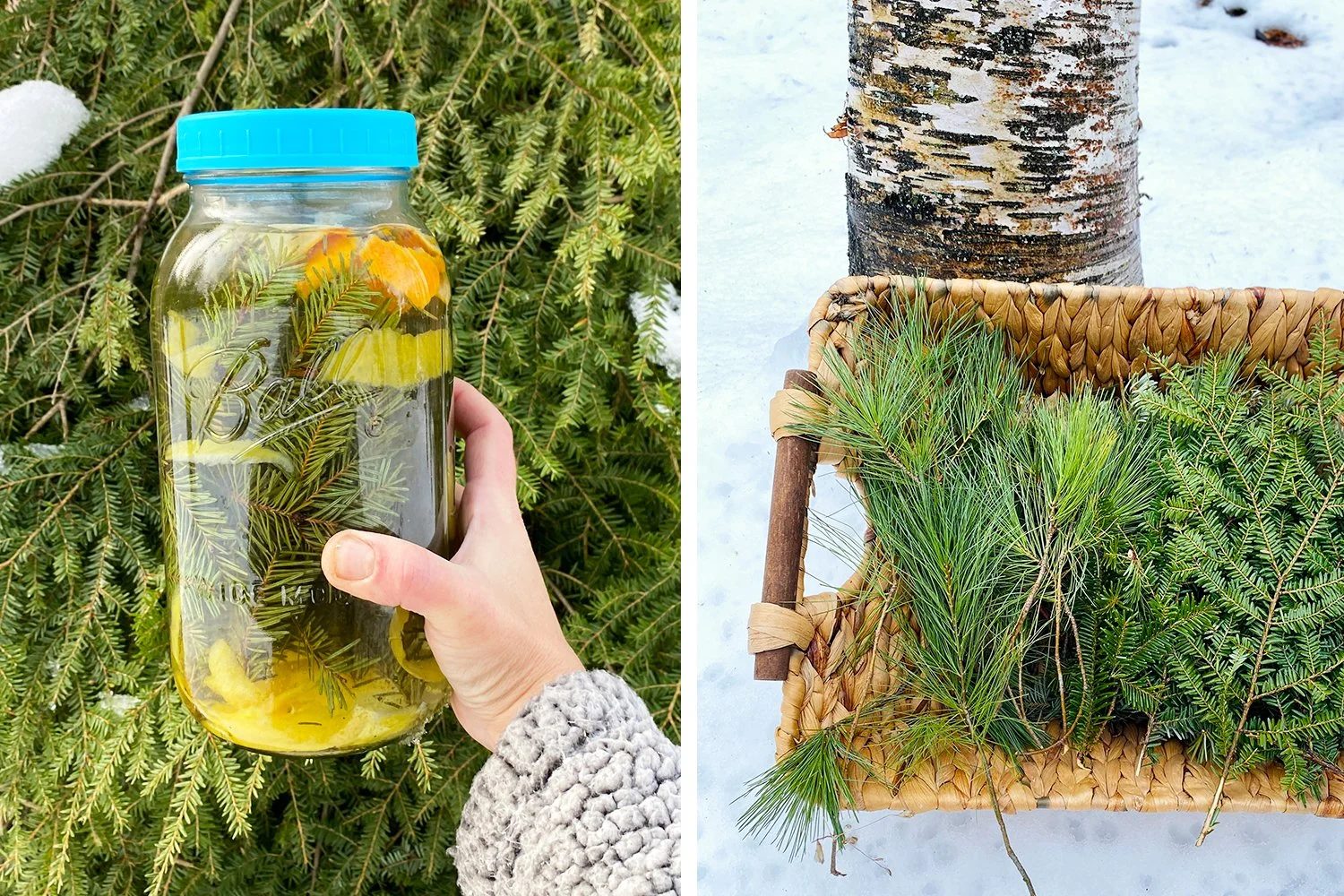 Finch + Folly — Make Your Own Pine Lemon Cleaning Concentrate