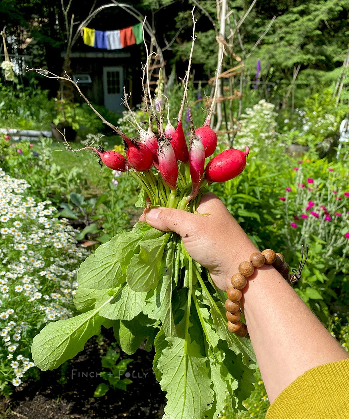 Finch + Folly — Your Complete Guide to Growing Radishes