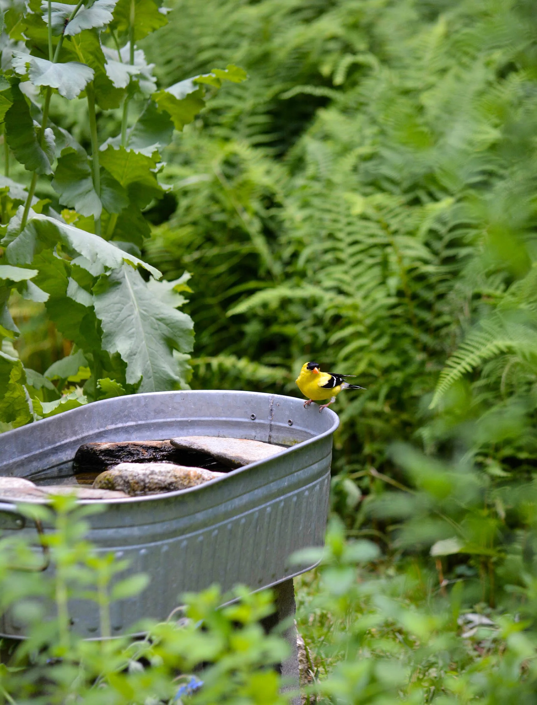 Finch + Folly — Create Your Own Wildlife Nook: A Step-by-Step Guide with Watering Hole