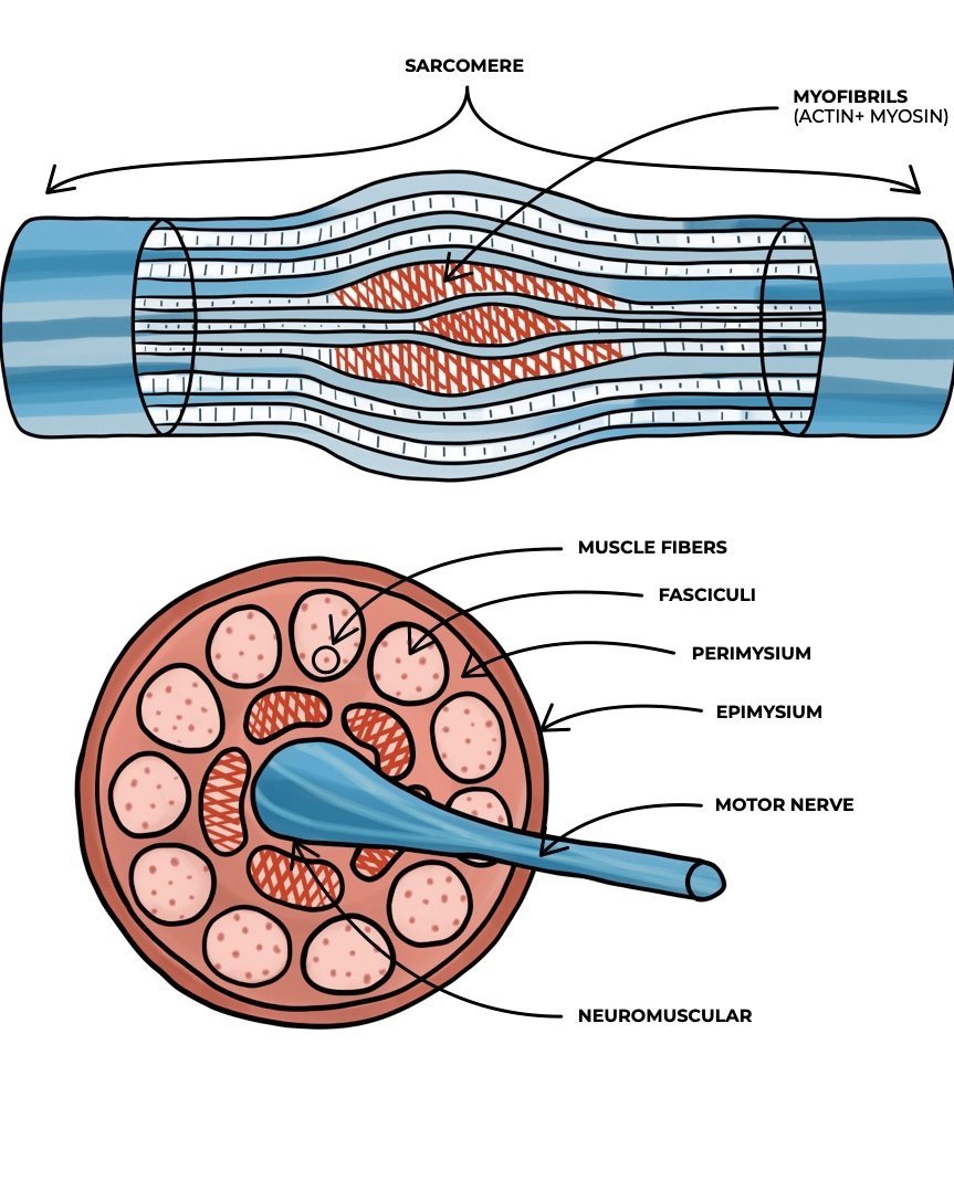 More about Trigger Points and Myofascial Pain — Lanier Therapy in Motion