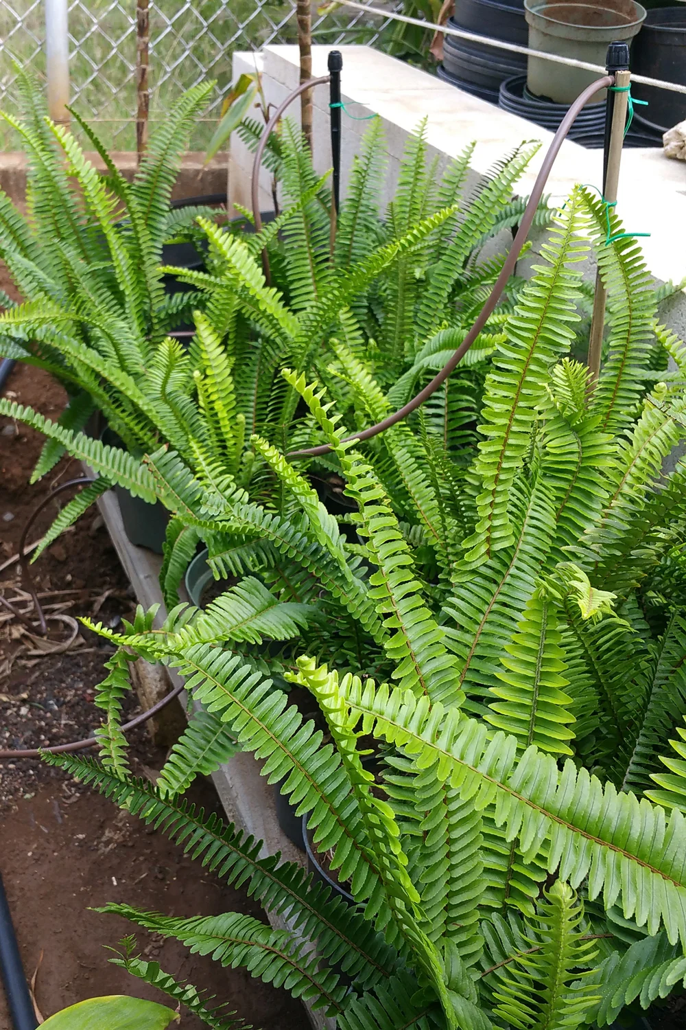 About — KUPUKUPU LANDSCAPING
