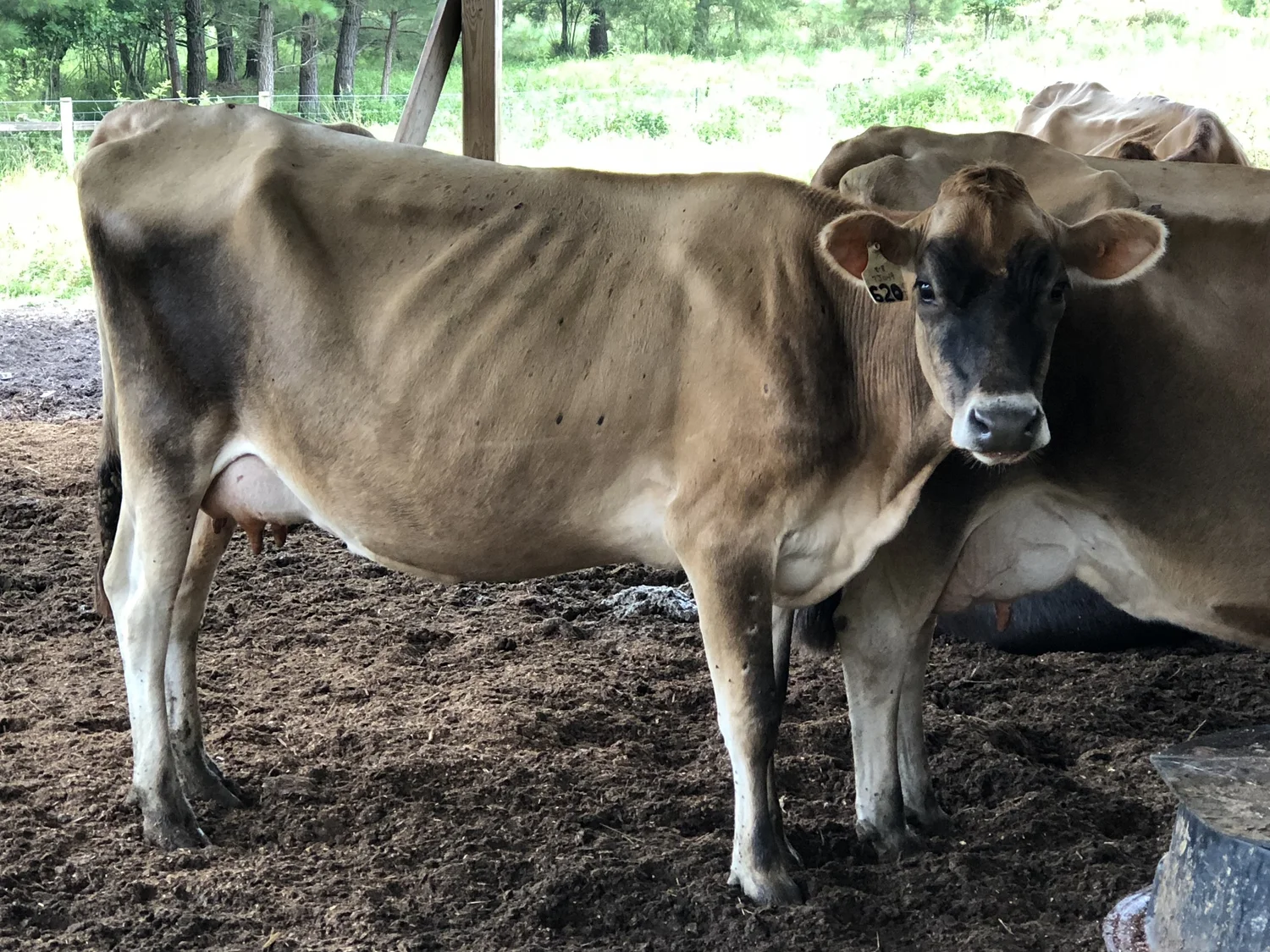 Why are your cows so skinny?! — Orchard House Creamery