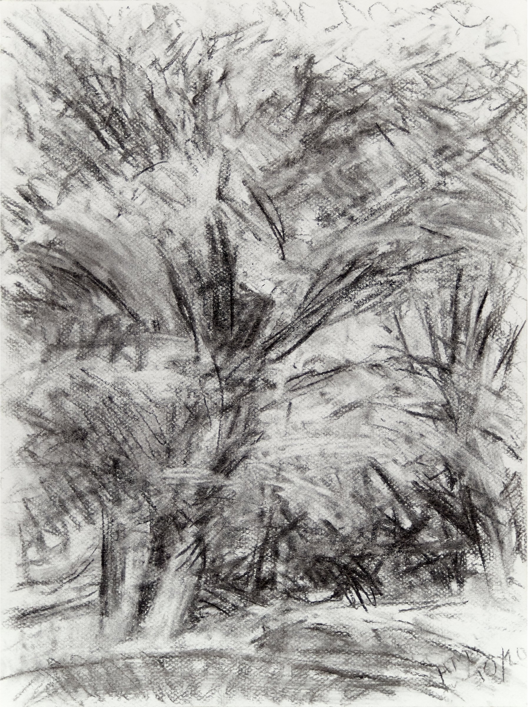 works on paper - Trees — Gael Mooney