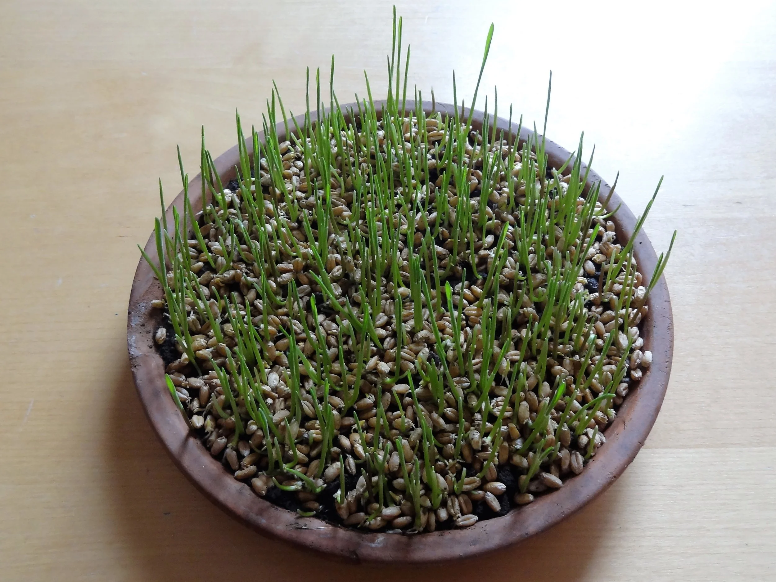 Grow your own Easter grass - Mud & Bloom